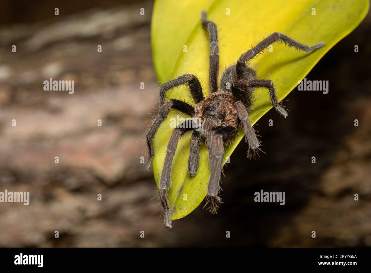 Tarantula (Sericopelma melanotarsum) Curubande de Liberia, Costa Rica ...