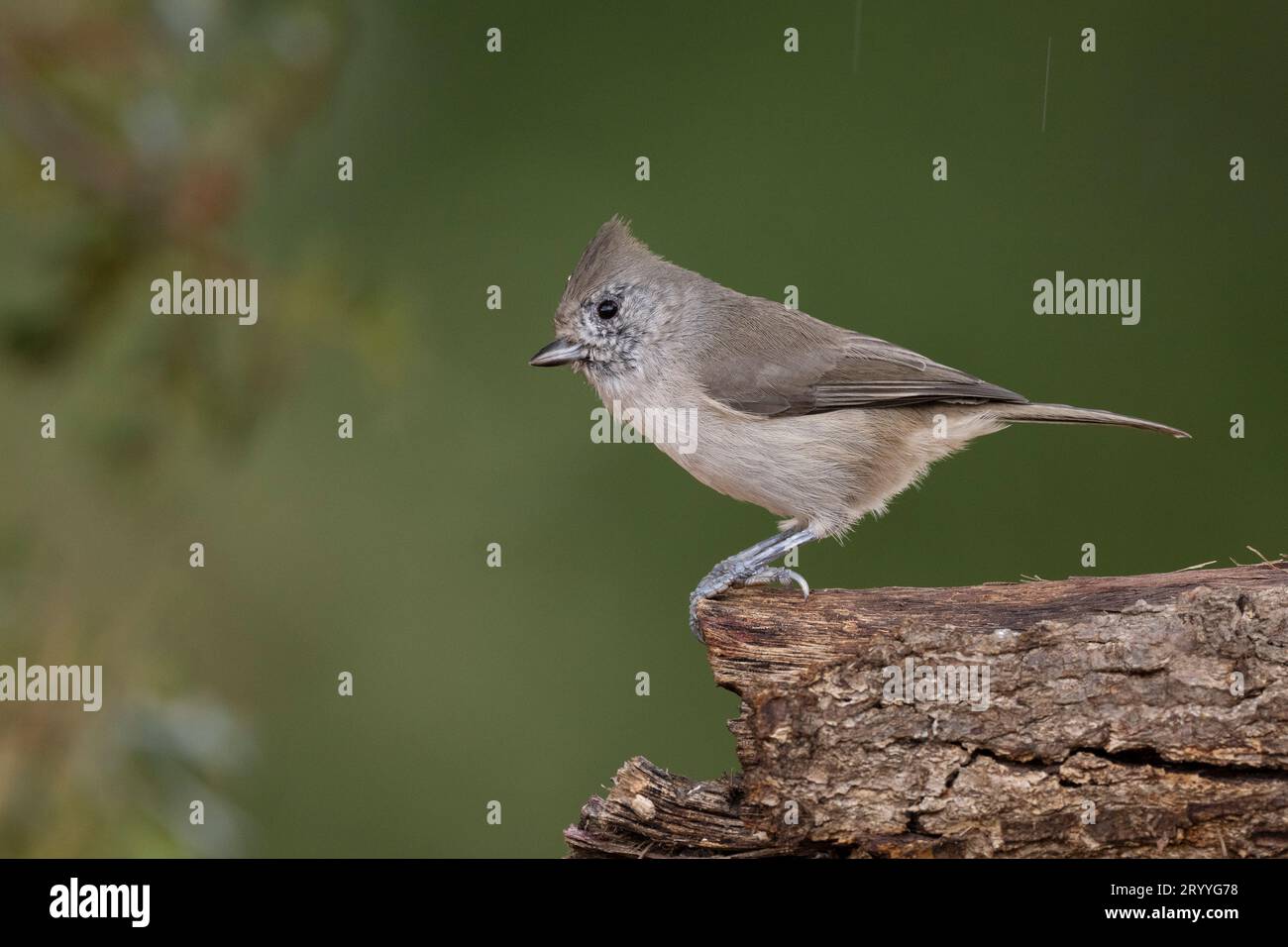 Oak Titmouse (Baeolophus inornatus) Sacramento County California USA ...