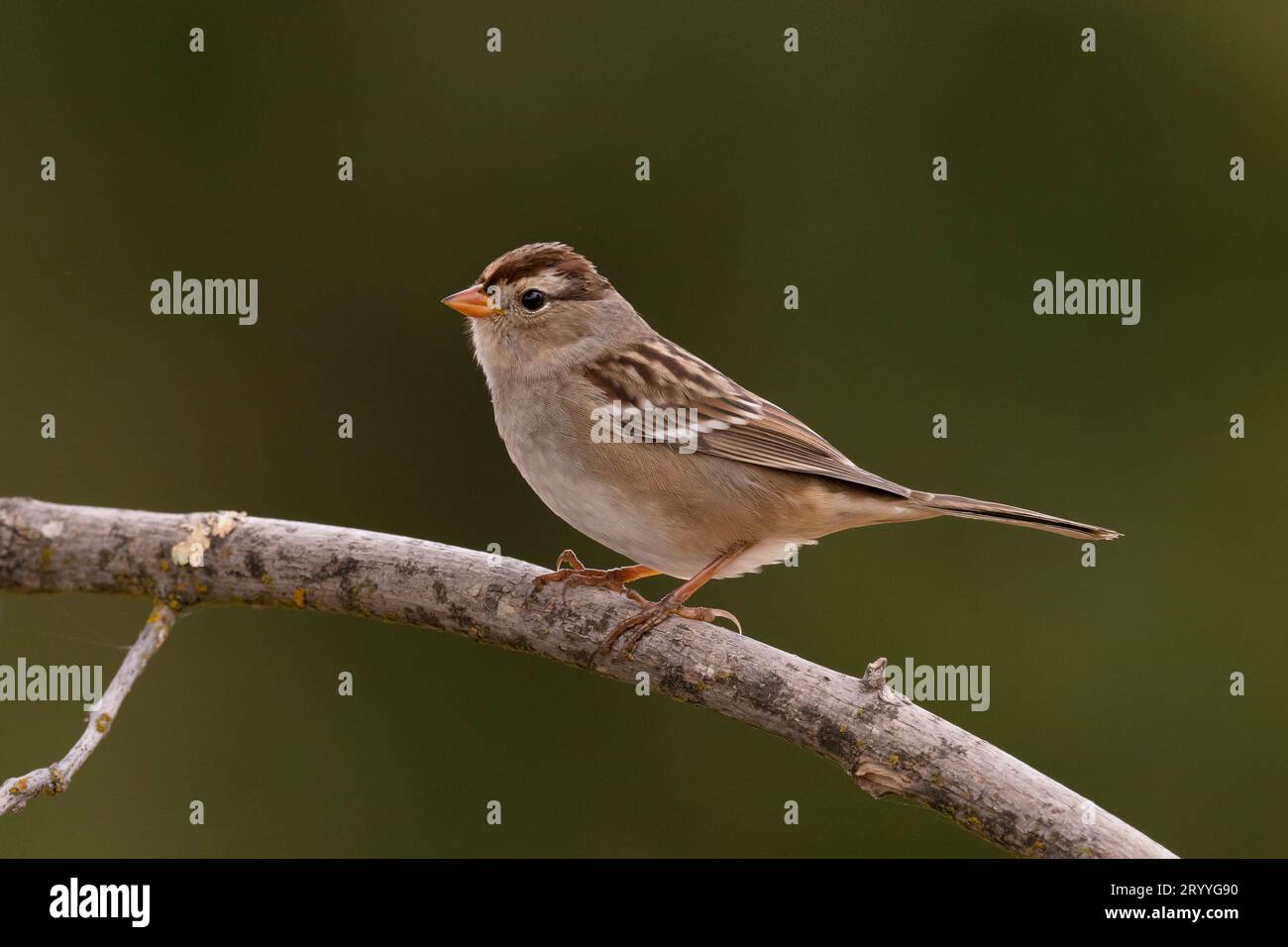 immature White-crowned Sparrow (Zonotrichia leucophrys) Sacramento ...