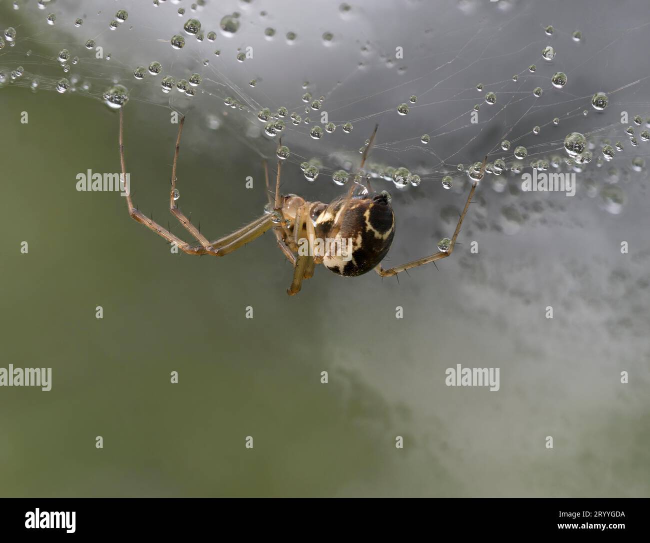 Spiders behavior hi-res stock photography and images - Alamy
