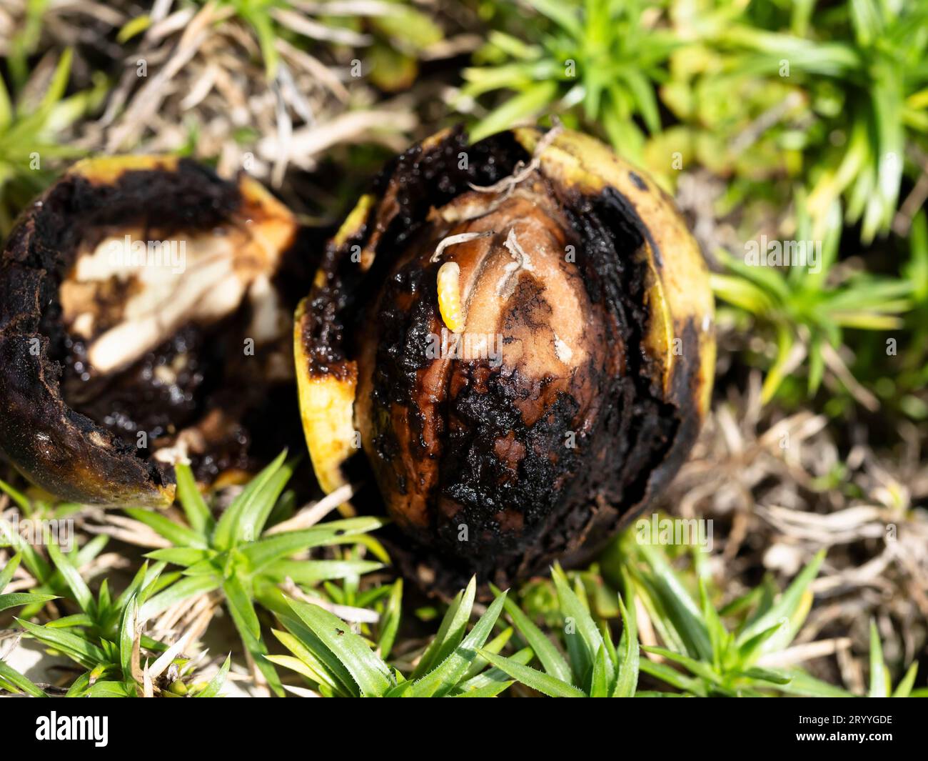 Black walnut, when infested by the walnut fruit fly, the shell becomes ...
