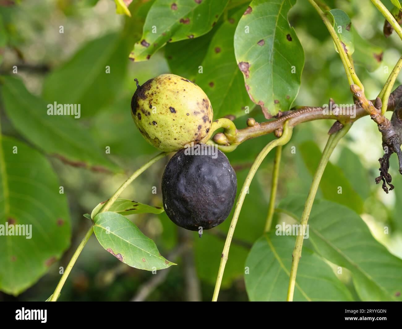 Black walnut, when infested by the walnut fruit fly, the shell becomes ...