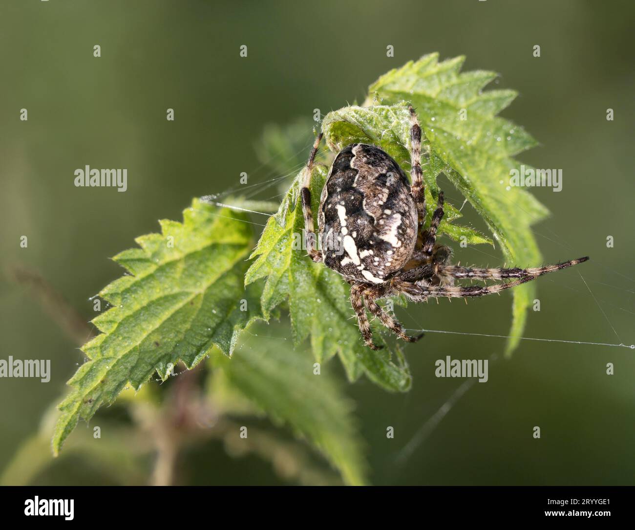 Spider under the leaf hi-res stock photography and images - Alamy
