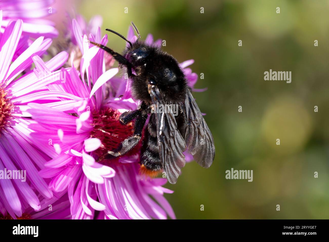 Violet carpenter bee (Xylocopa violacea) forages for nectar on the ...