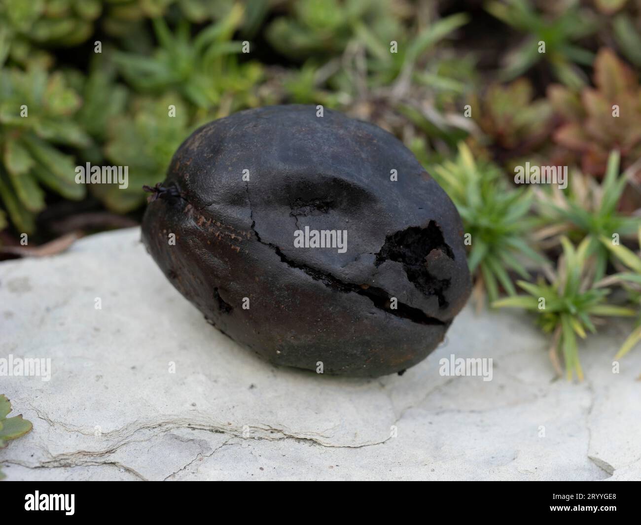 Black walnut, when infested by the walnut fruit fly, the shell becomes ...
