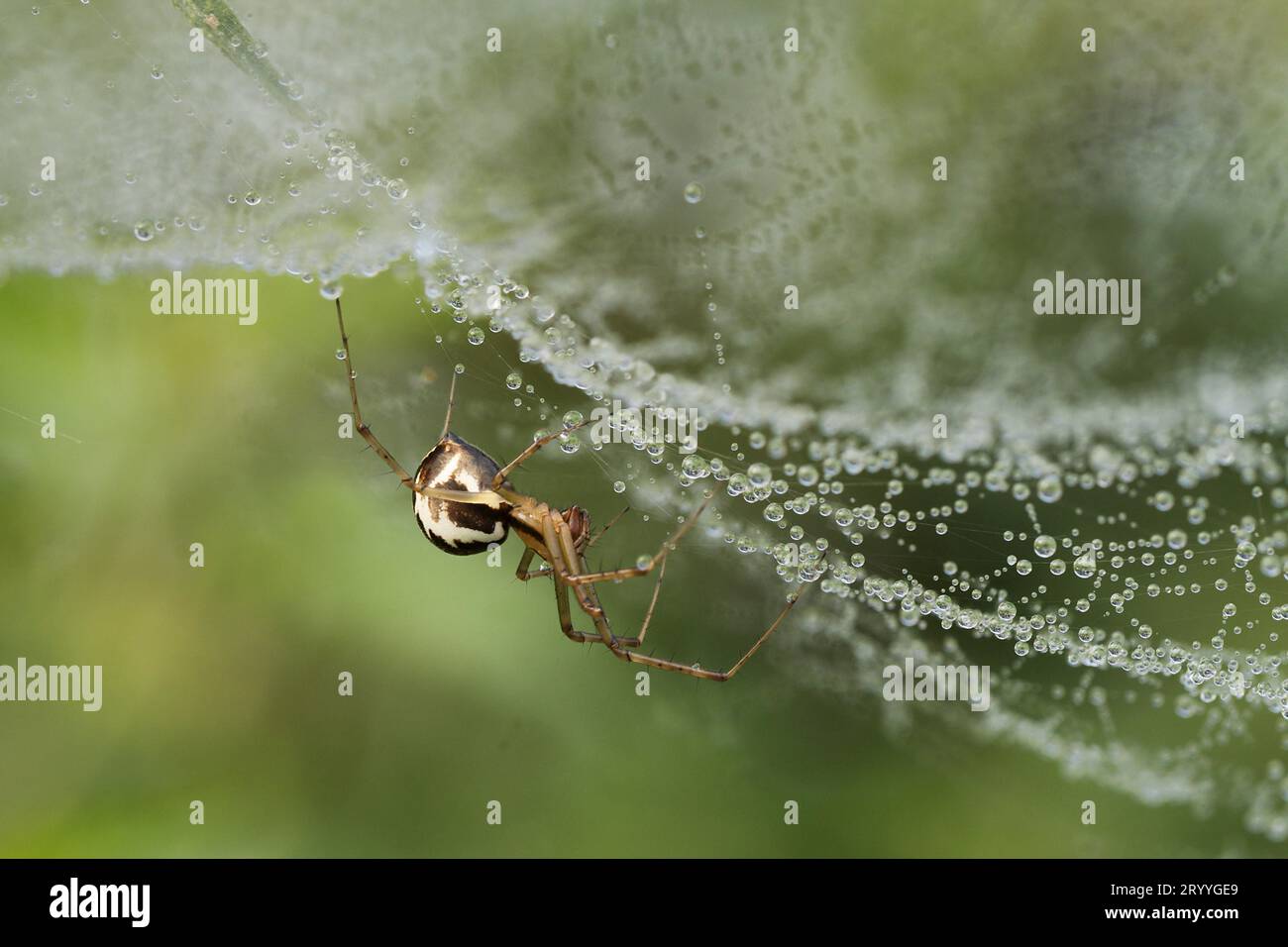 Spiders behavior hi-res stock photography and images - Alamy