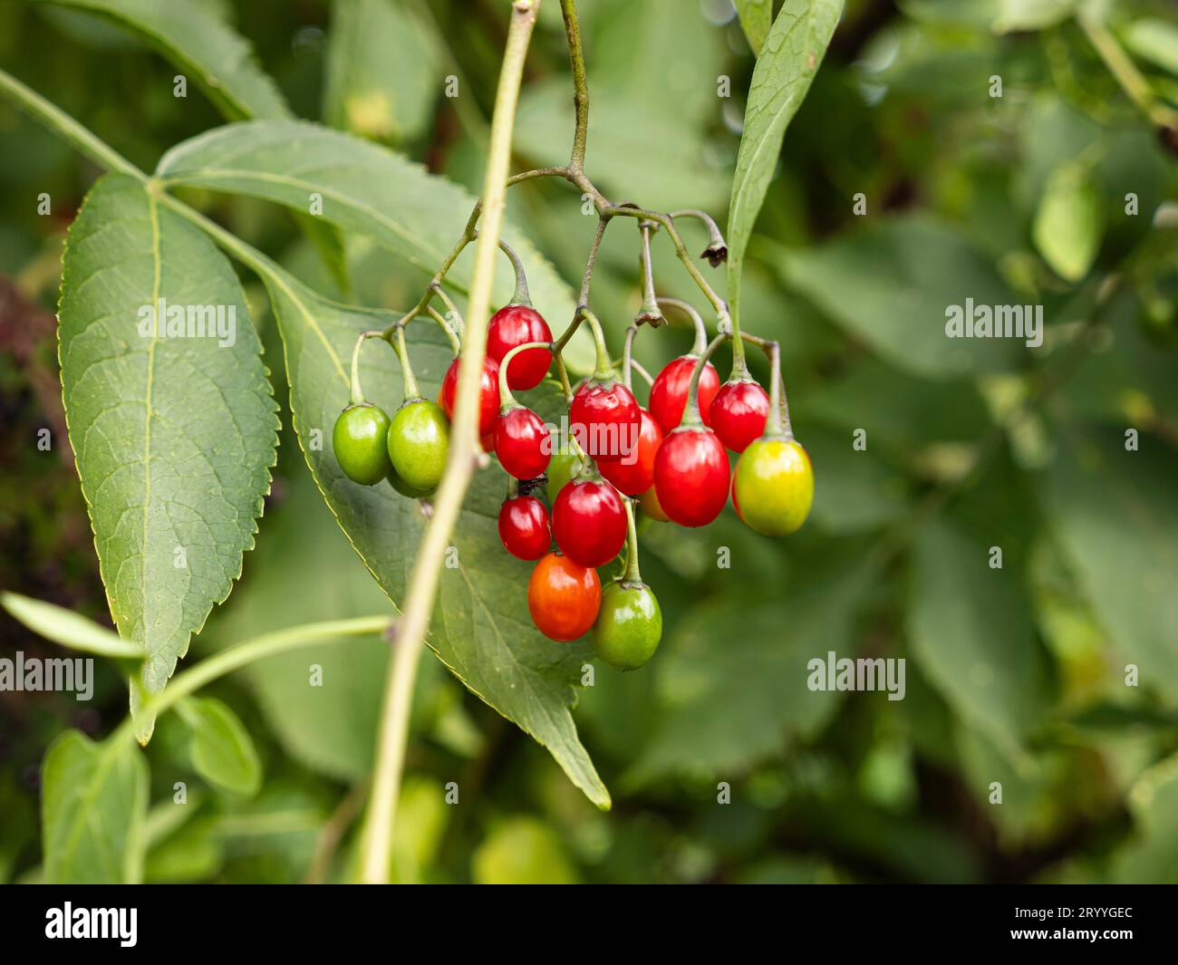 Bittersweet nightshade (Solanum dulcamara) fruit seeds, the plant ...