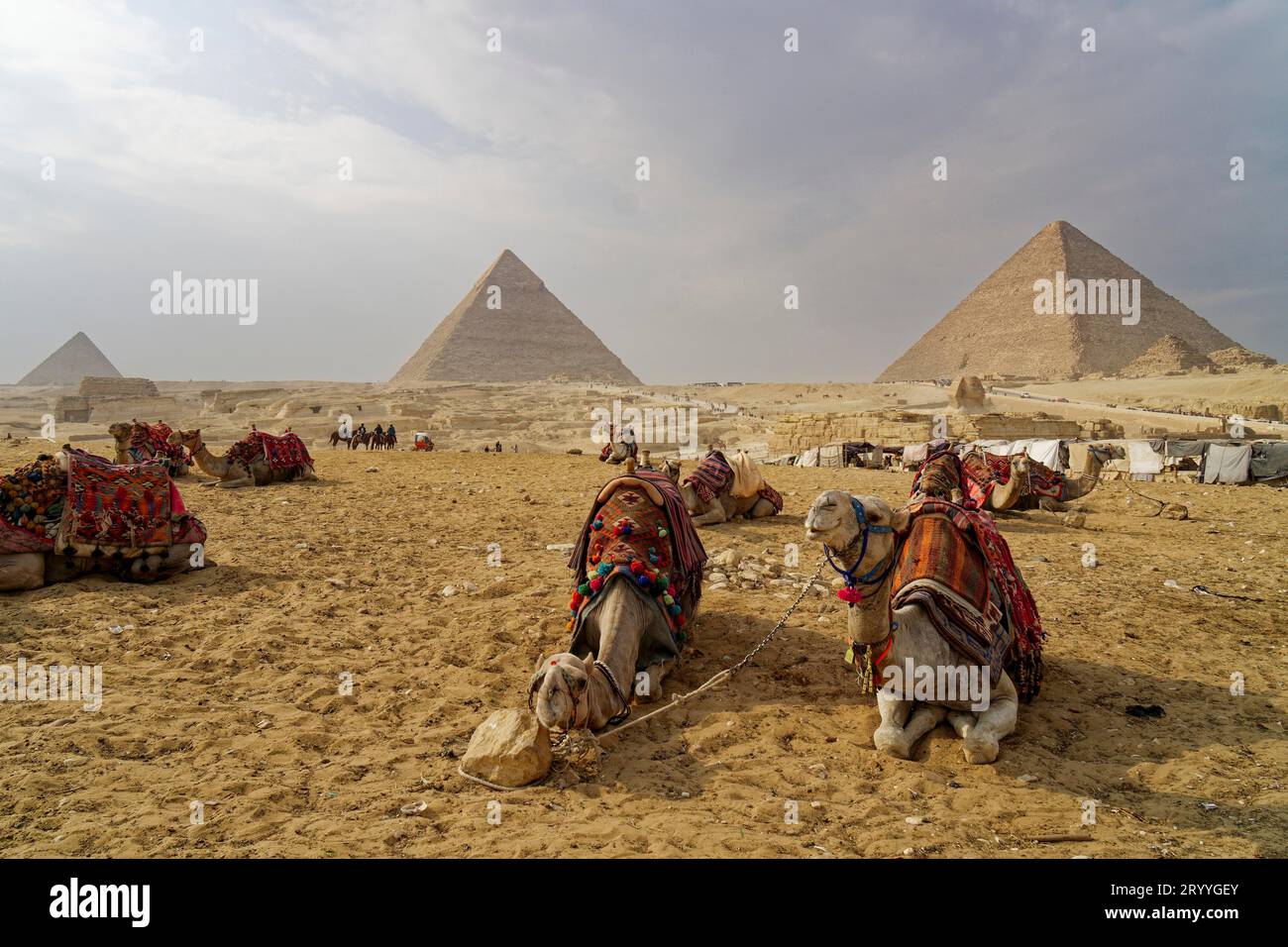 Camels with colourful blankets camp in front of pyramids, Mykerinos ...