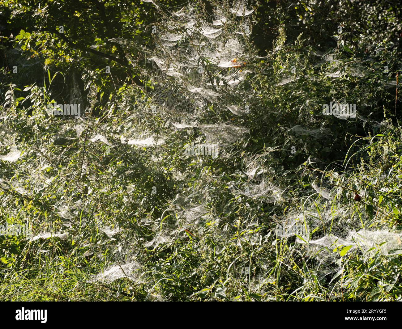 Sheet weaver (Linyphiidae), spider webs of the baldachin spider and the ...