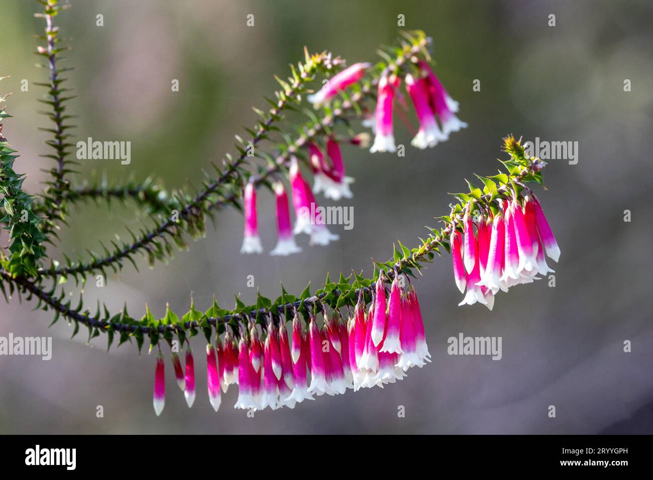 Native fuchsia plant hi-res stock photography and images - Alamy