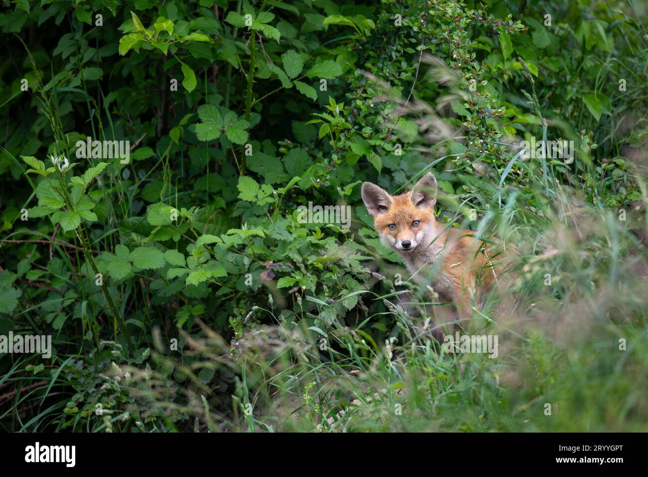 Red fox (Vulpes vulpes), young fox in bushes in front of fox den, Switzerland Stock Photo - Alamy