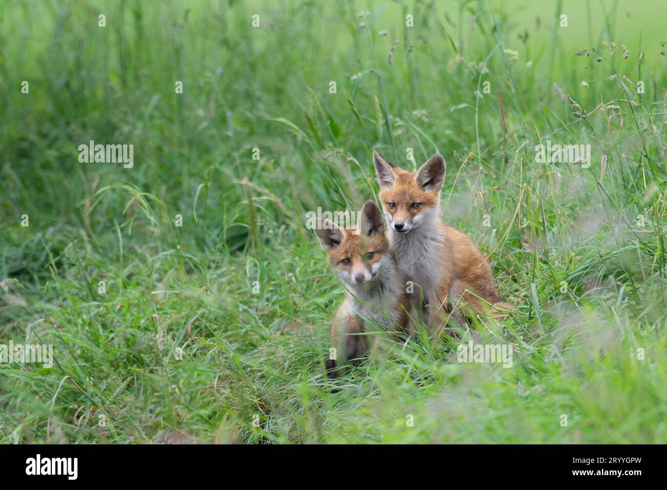 Red fox (Vulpes vulpes), young foxes in meadow in front of fox den, Switzerland Stock Photo - Alamy