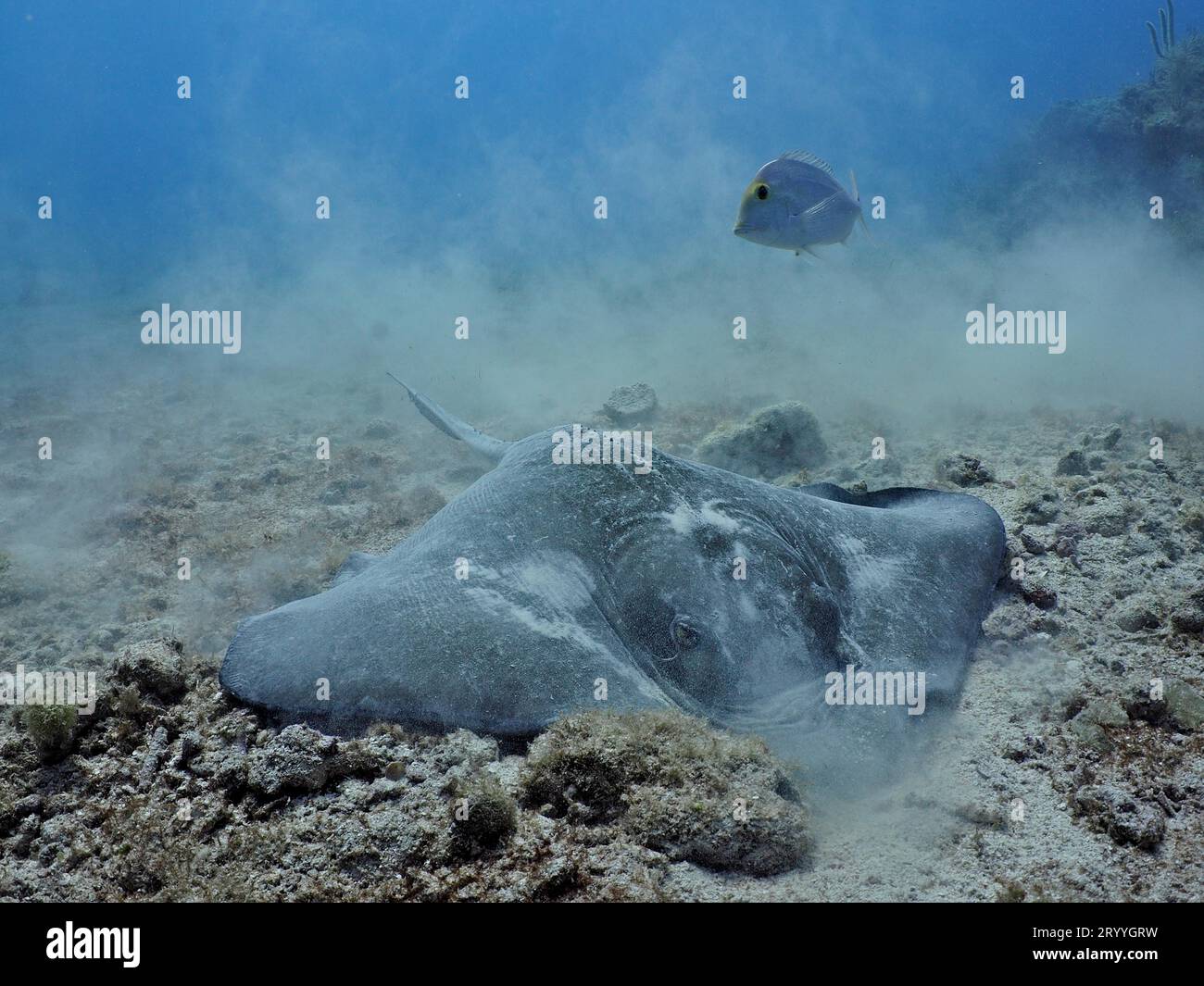 American stingray (Hypanus americanus) foraging. Dive site John ...