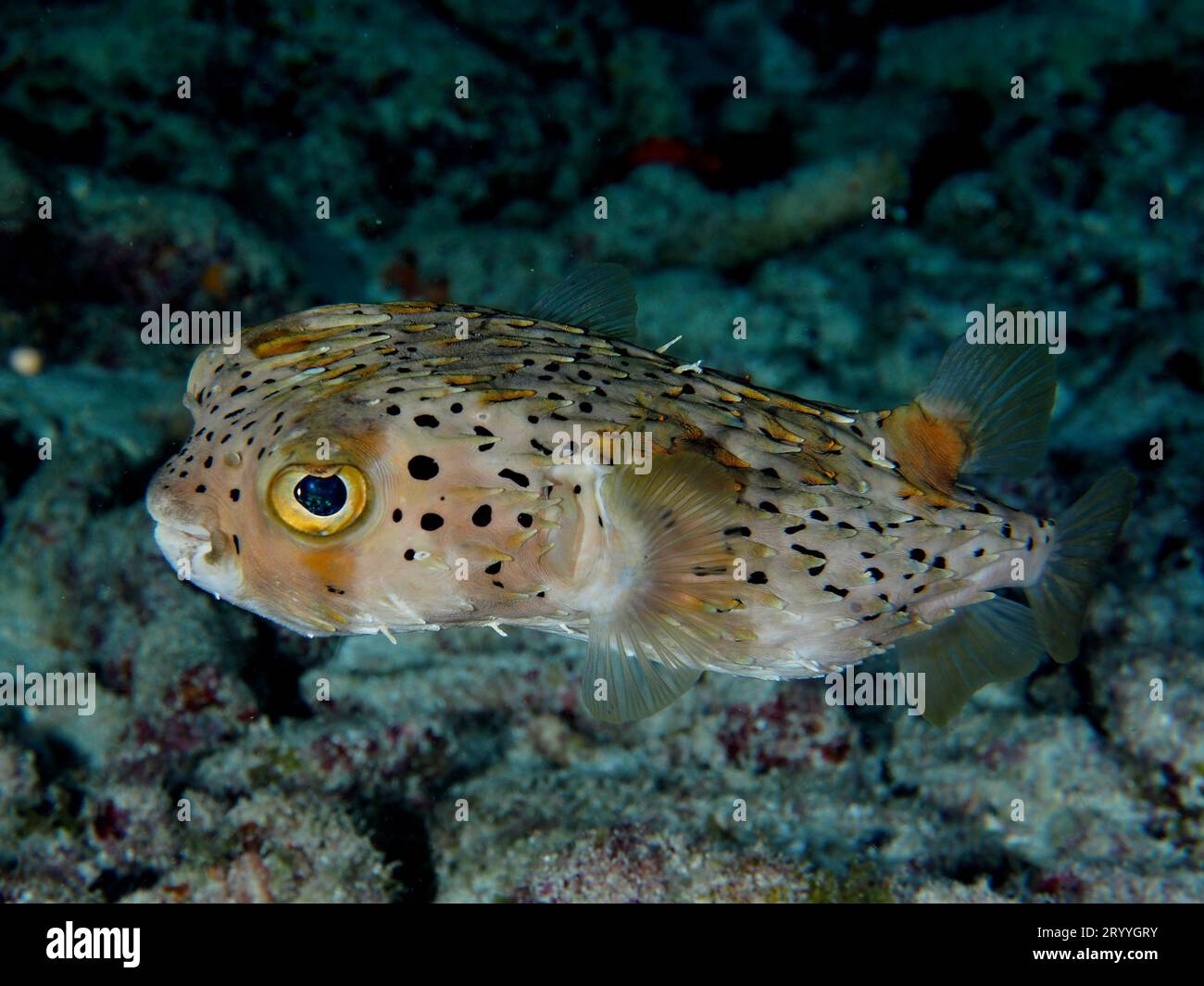 Long spine porcupinefish hi-res stock photography and images - Alamy