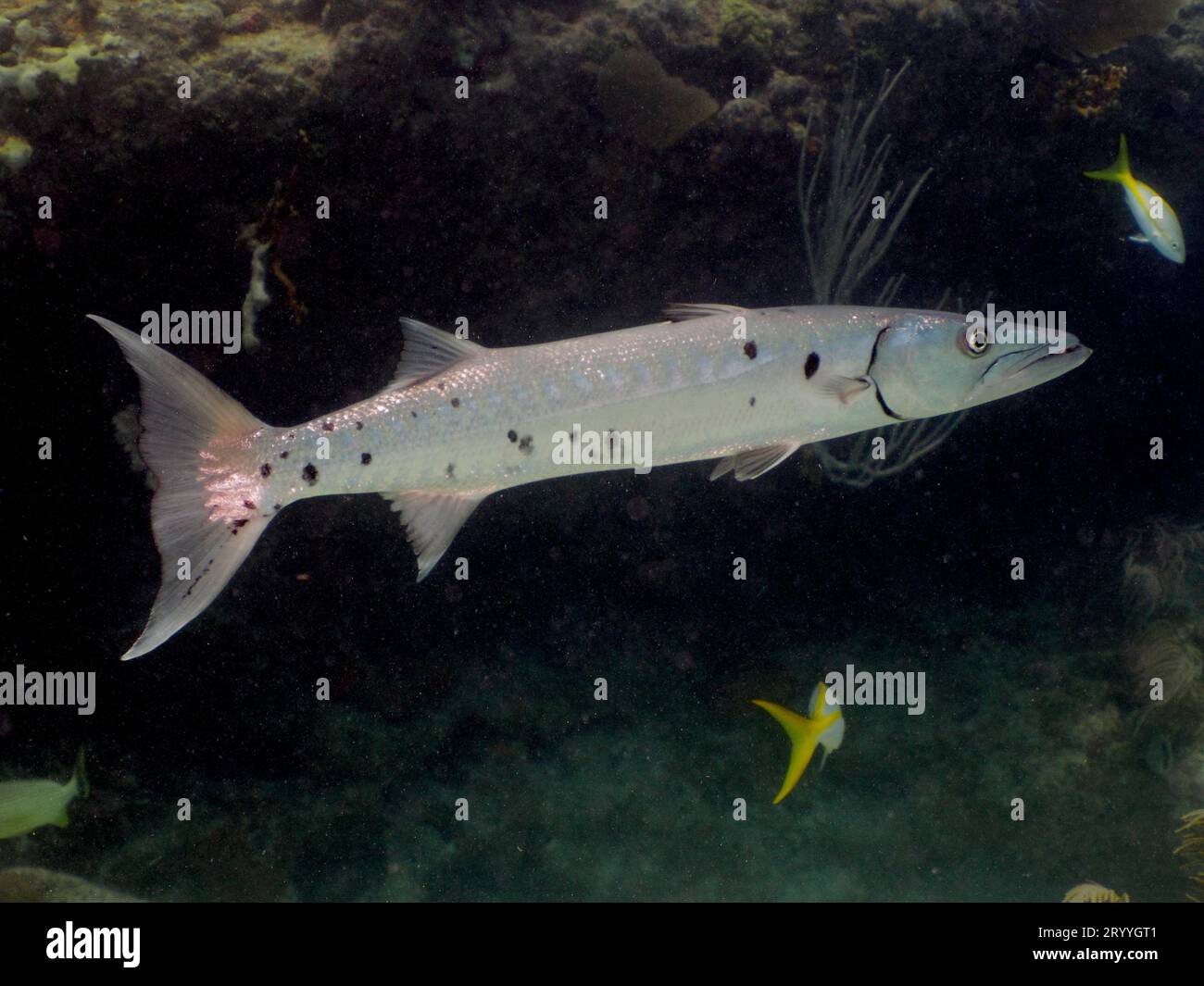 Great barracuda (Sphyraena barracuda), dive site John Pennekamp Coral ...
