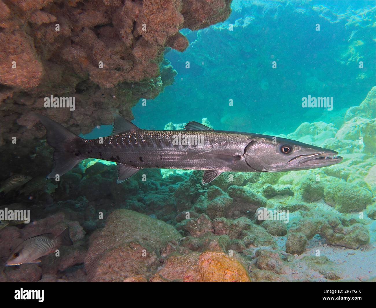 Great barracuda (Sphyraena barracuda), dive site John Pennekamp Coral ...