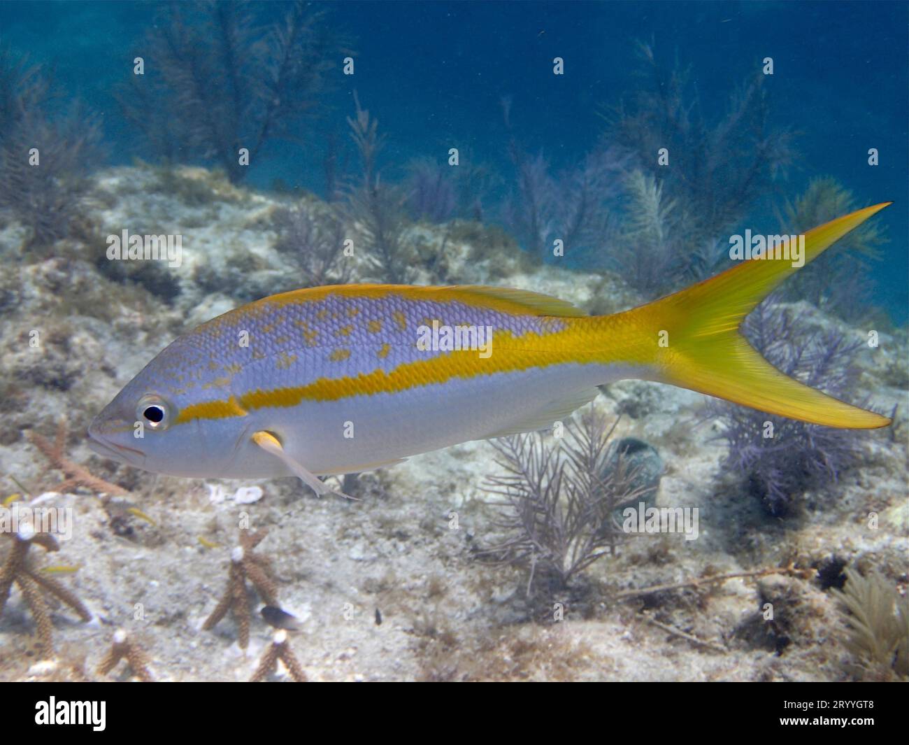 Yellowtail Snapper On The Reef In The Florida Keys Catch