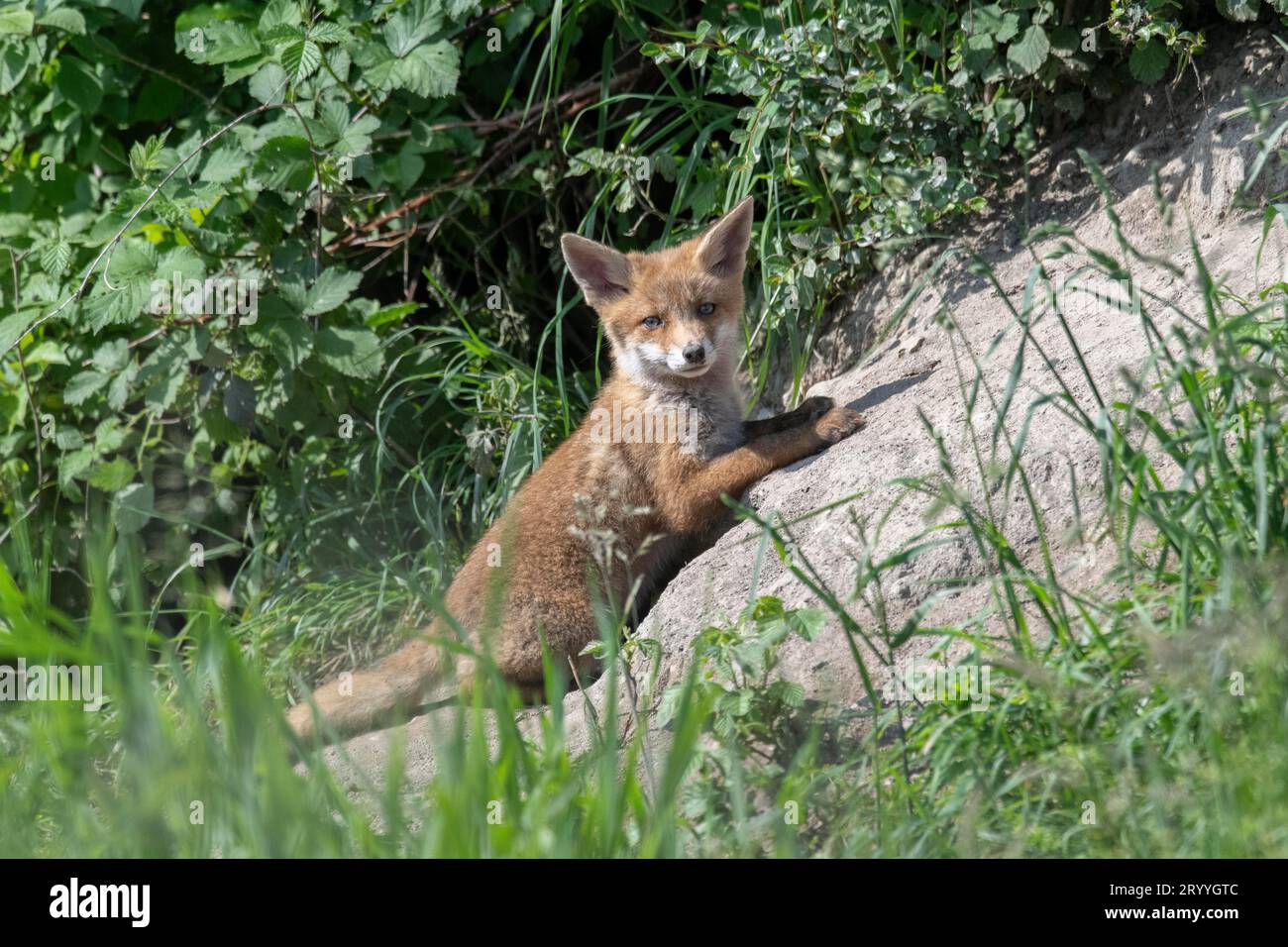 Red fox (Vulpes vulpes), young fox in front of foxhole, Switzerland Stock Photo - Alamy