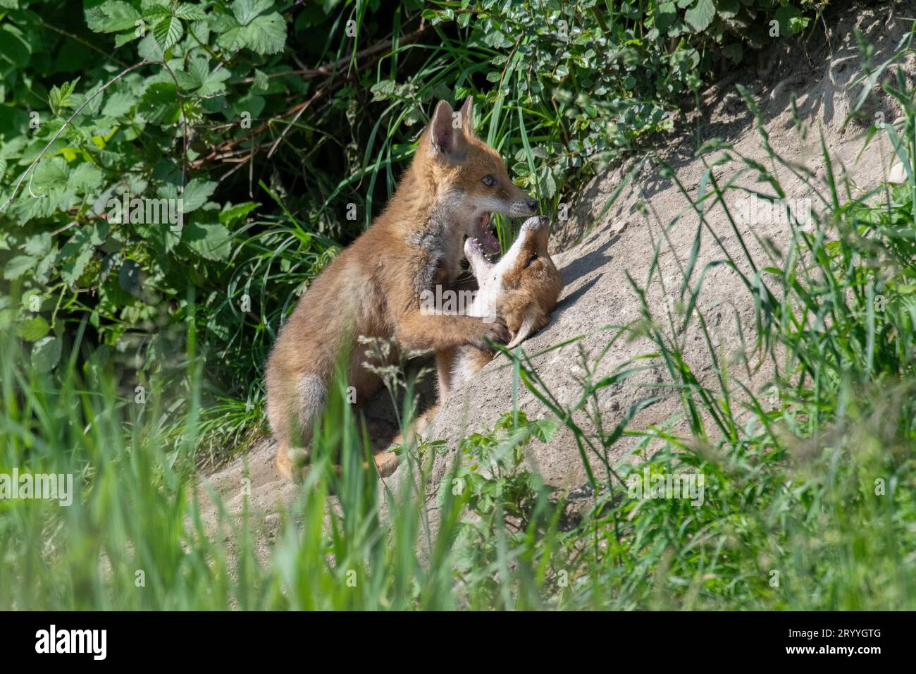 Red fox (Vulpes vulpes), young foxes playing in front of fox den, Switzerland Stock Photo - Alamy