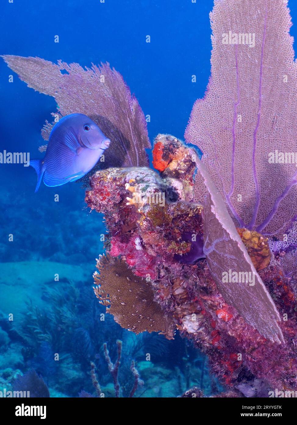 Atlantic blue tang (Acanthurus coeruleus) near common sea fan (Gorgonia ...