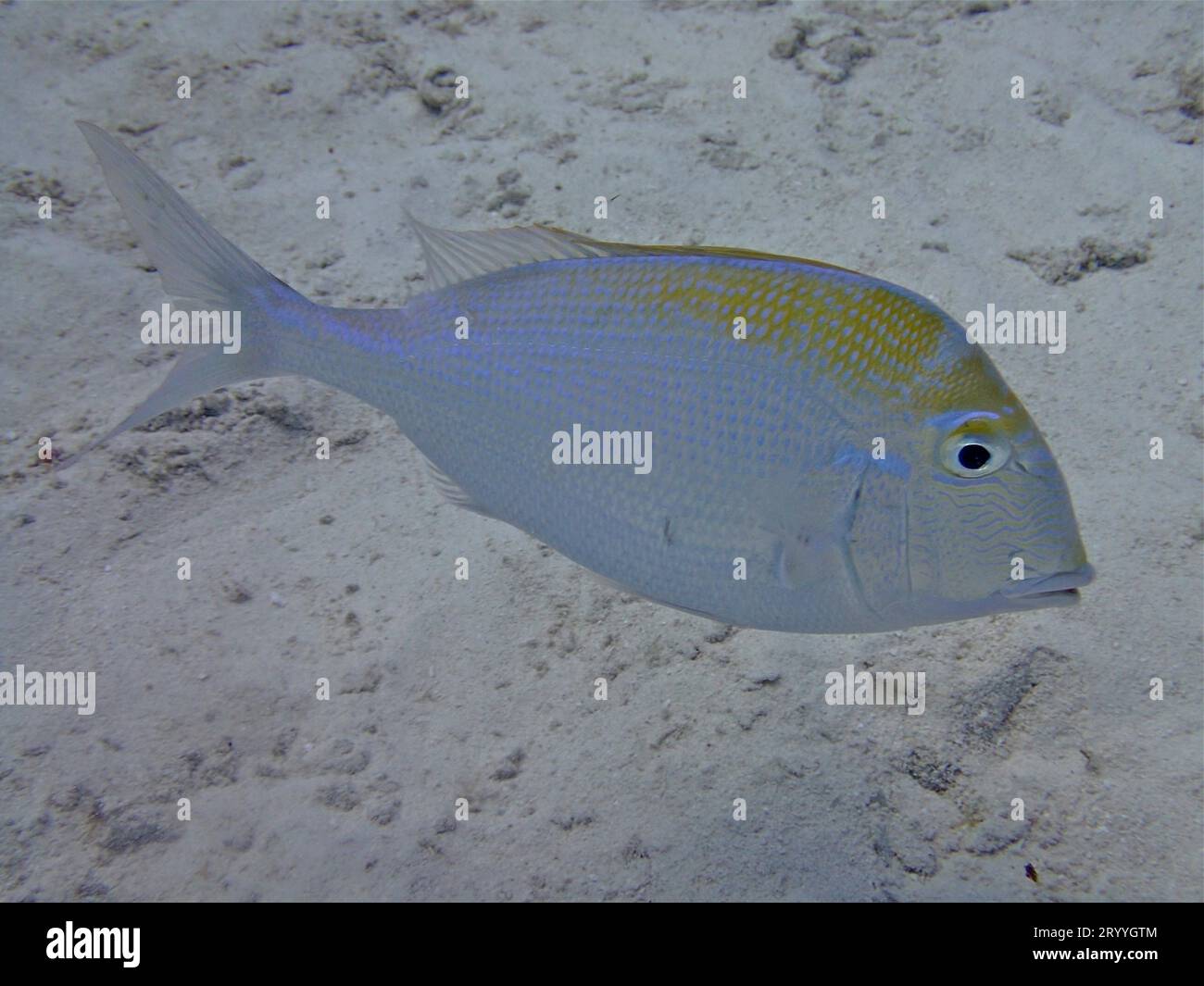 Bigeye sea bream (Calamus calamus), Sea bream, Dive site John Pennekamp ...