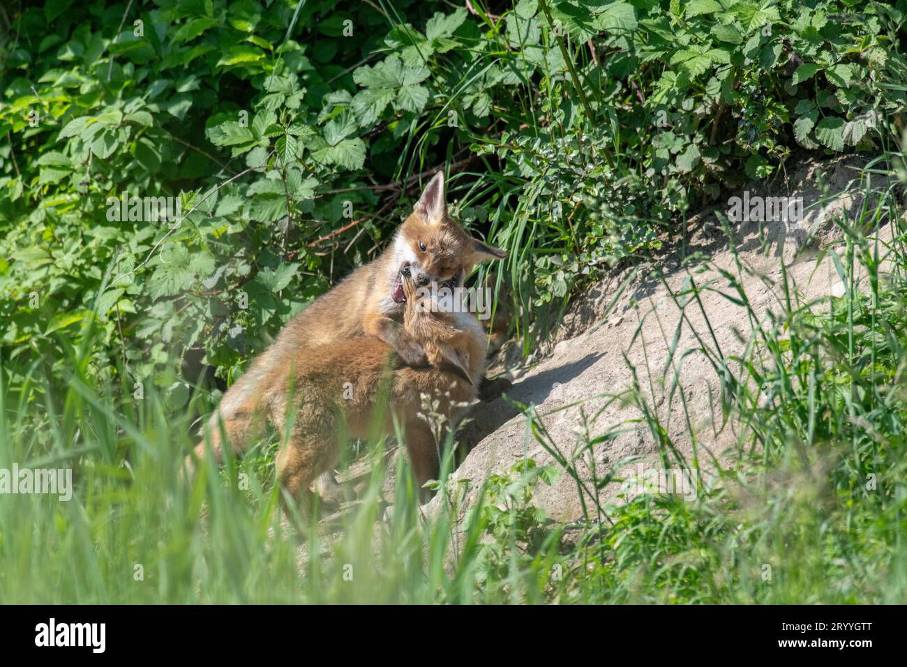 Red fox (Vulpes vulpes), young foxes playing in front of fox den, Switzerland Stock Photo - Alamy
