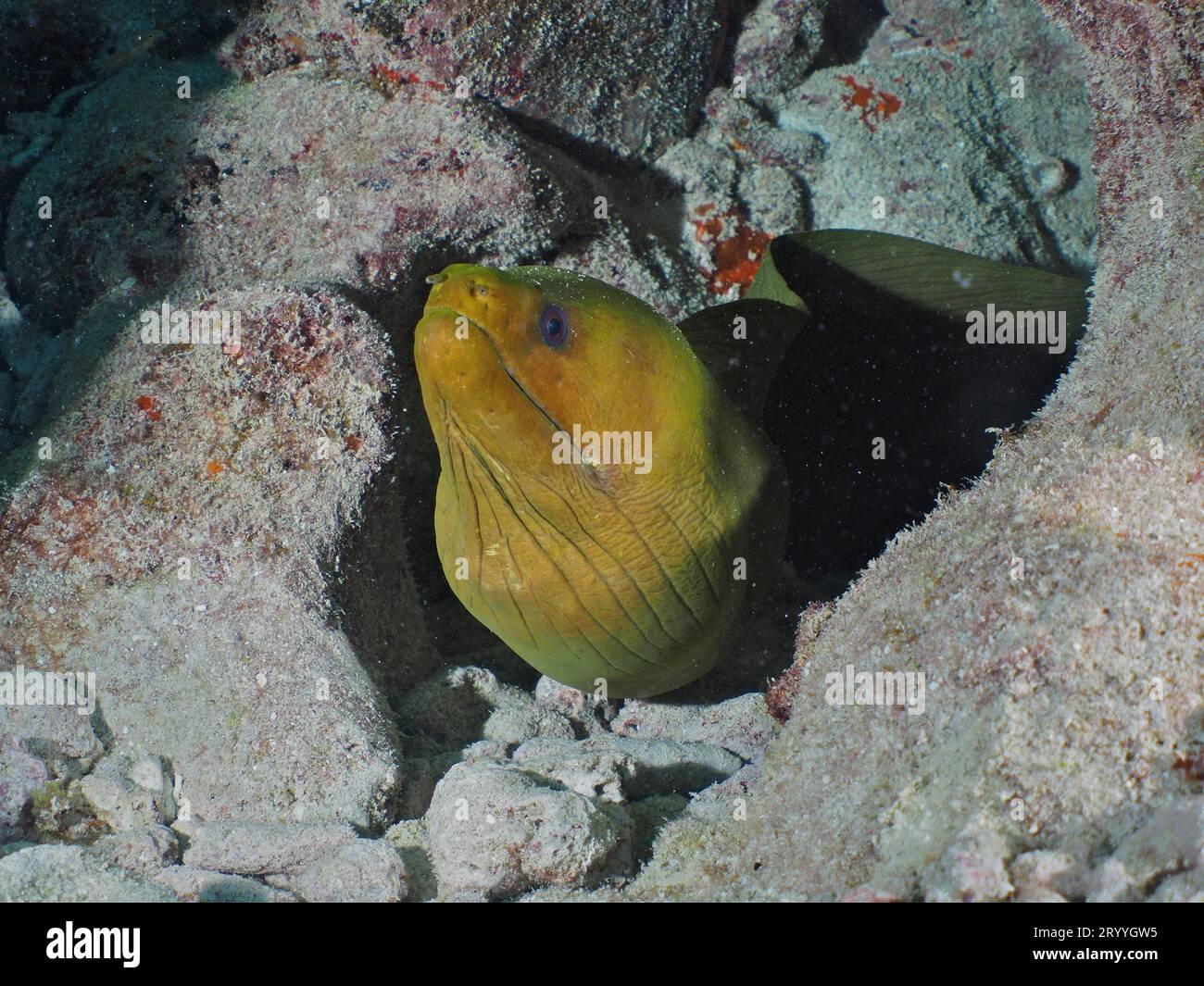 Green moray (Gymnothorax funebris), dive site John Pennekamp Coral Reef ...