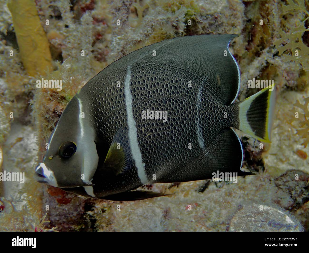 Juvenile Gray Angelfish Gray Black Angelfish Selling Pomacanthus