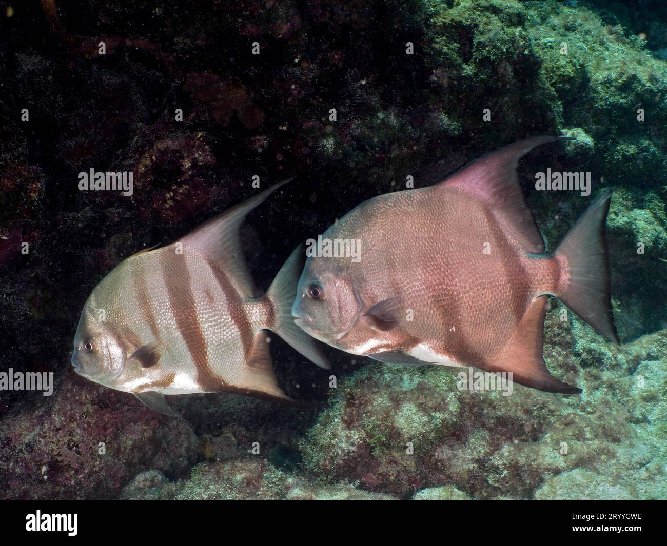 Two specimens of Atlantic spadefish (Chaetodipterus faber), Amber Jack ...