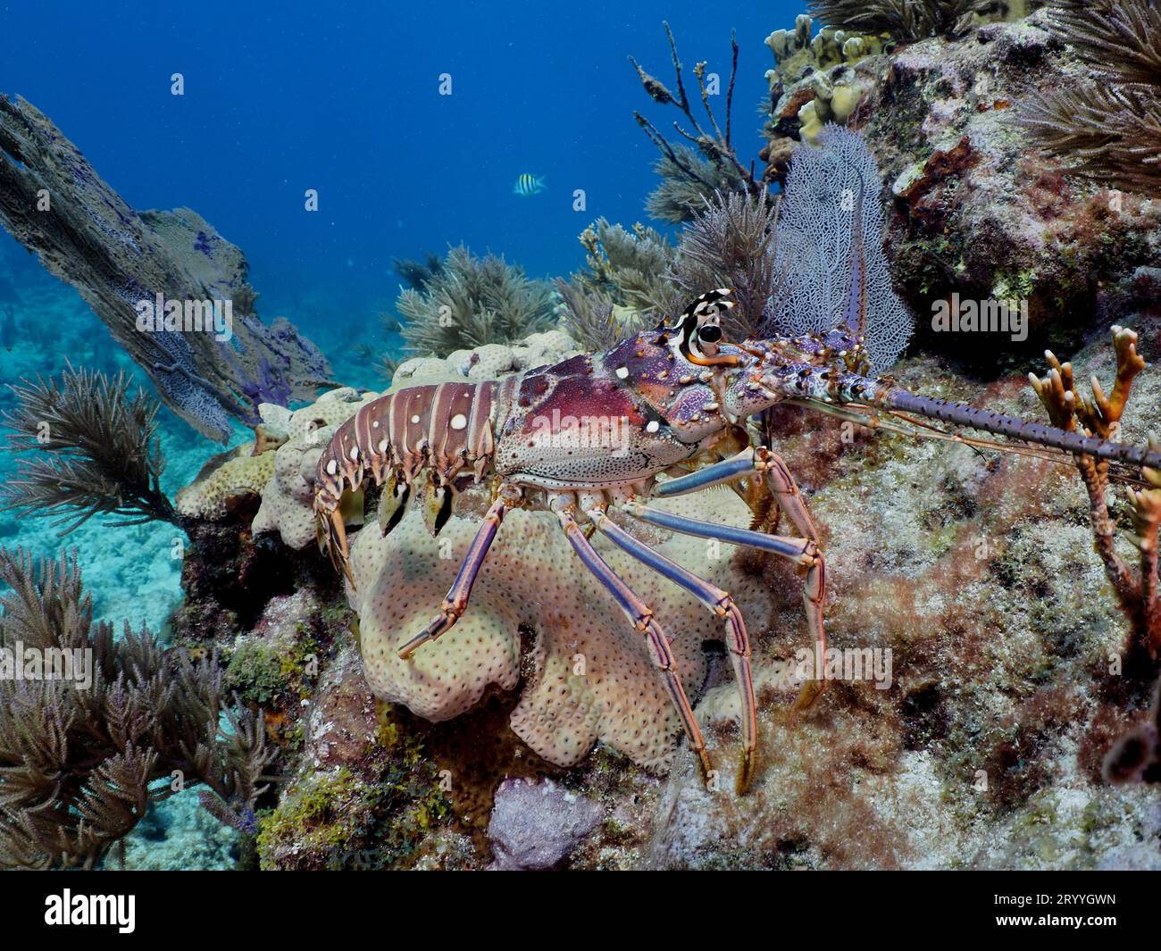 Caribbean spiny crayfish (Panulirus argus), John Pennekamp Coral Reef ...