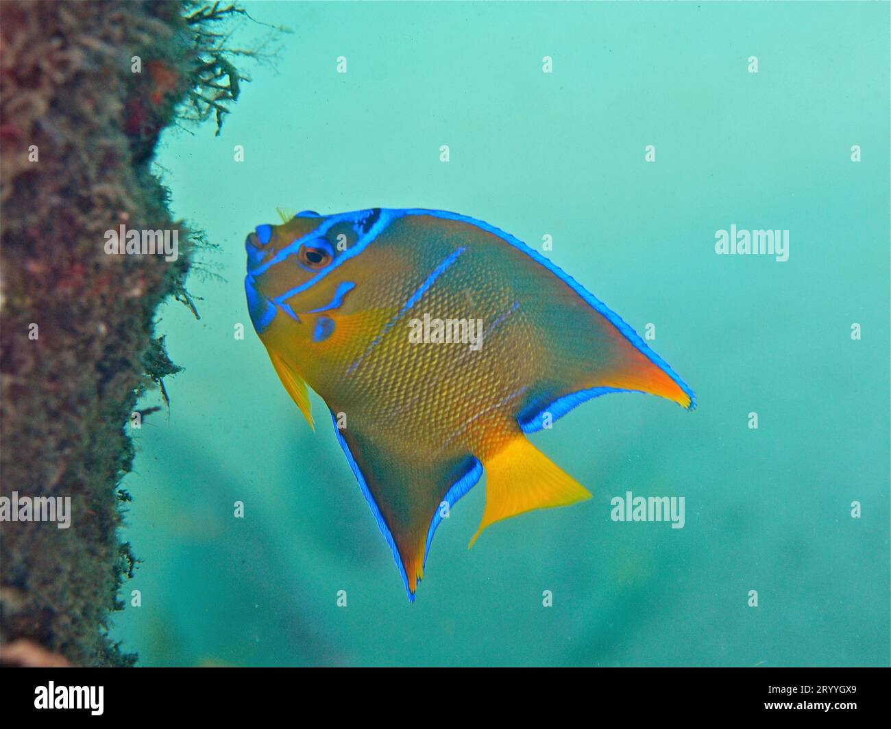 Juvenile queen angelfish (Holacanthus ciliaris), angelfish, dive site ...