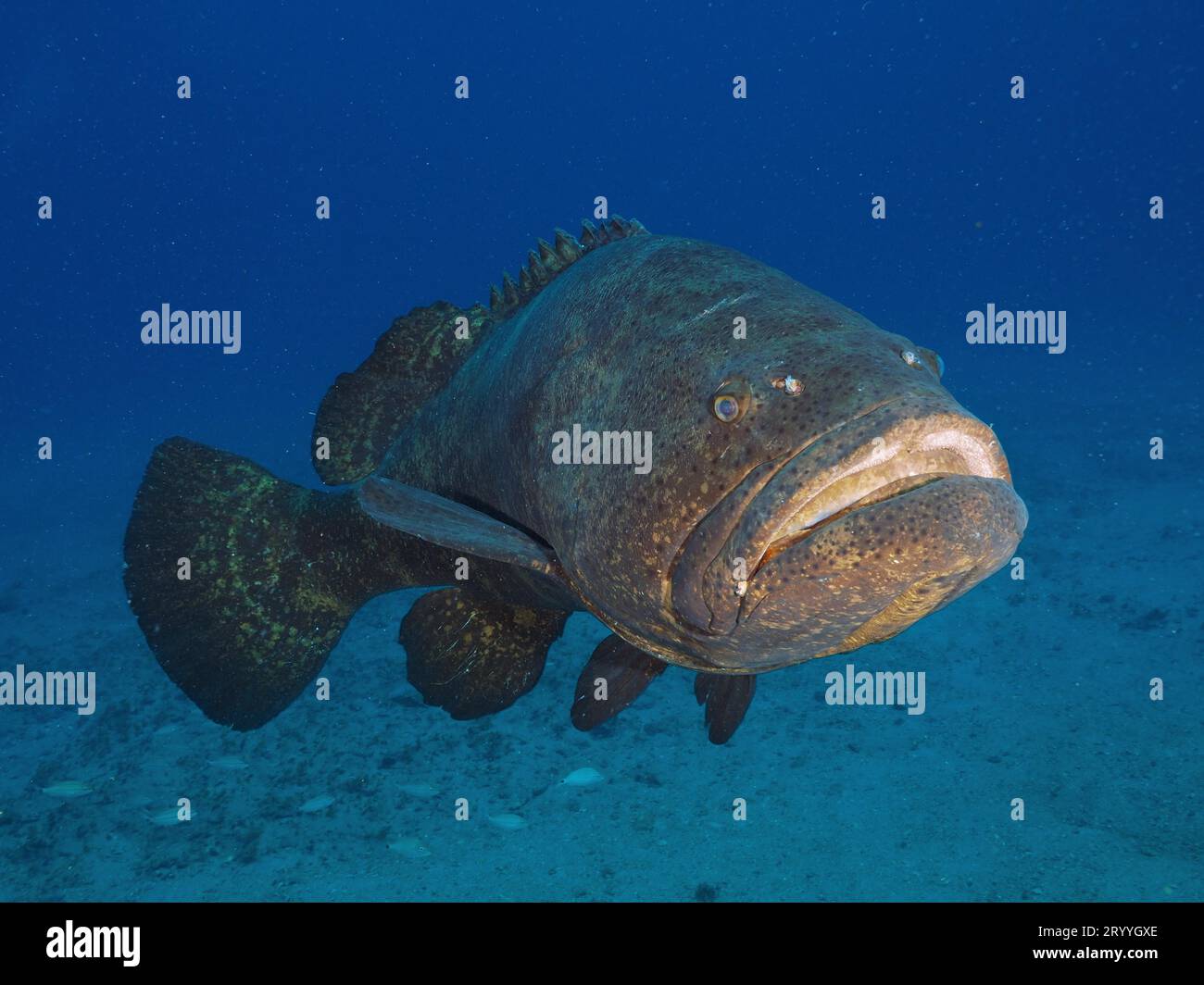 Atlantic goliath grouper (Epinephelus itajara), Jupiter dive site ...