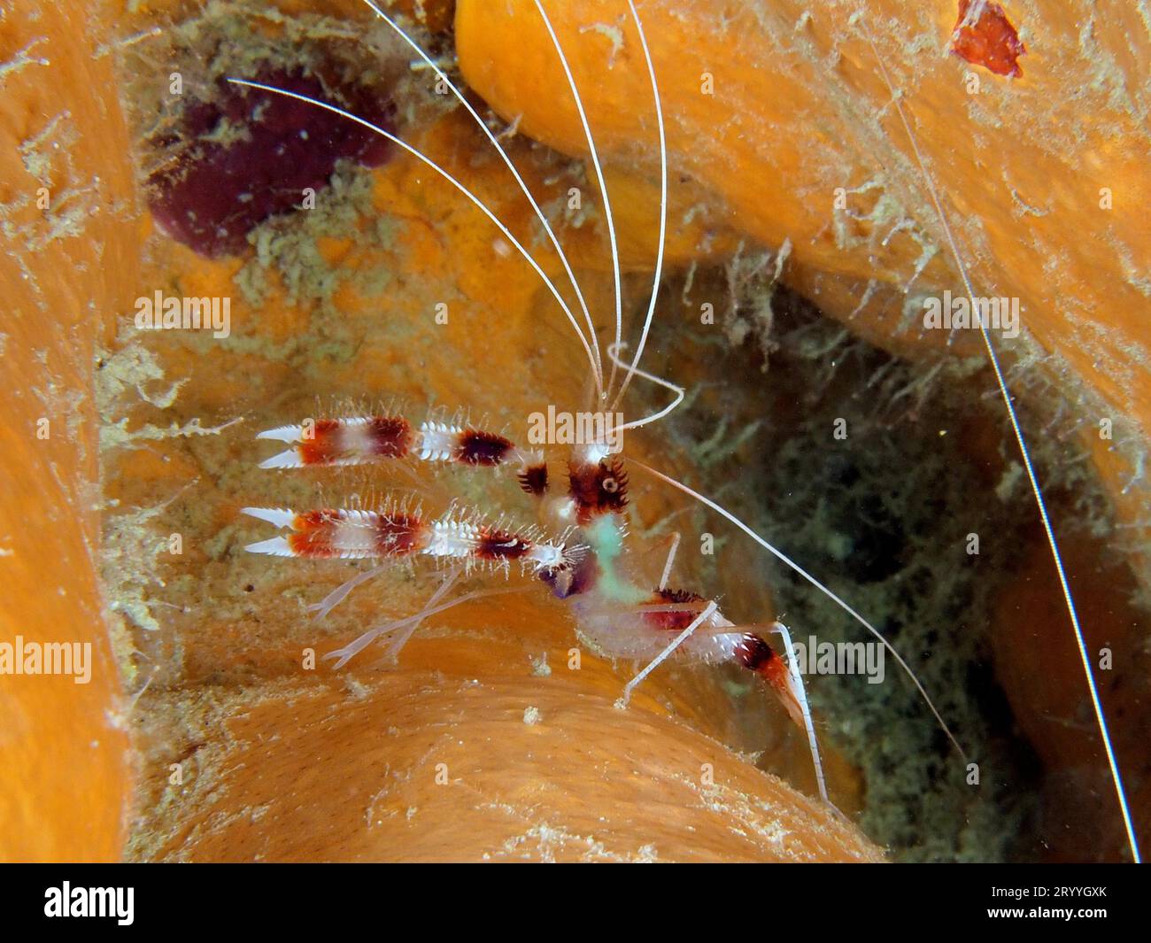 Banded coral shrimp (Stenopus hispidus), cleaner shrimp on orange tube ...