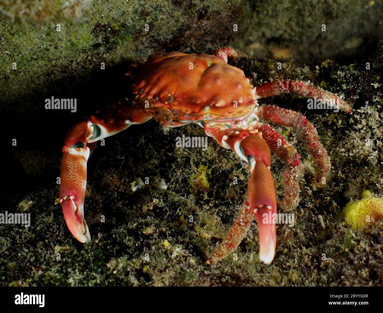 Red Mithraculus crab (Mithraculus forceps), crab, dive site John ...