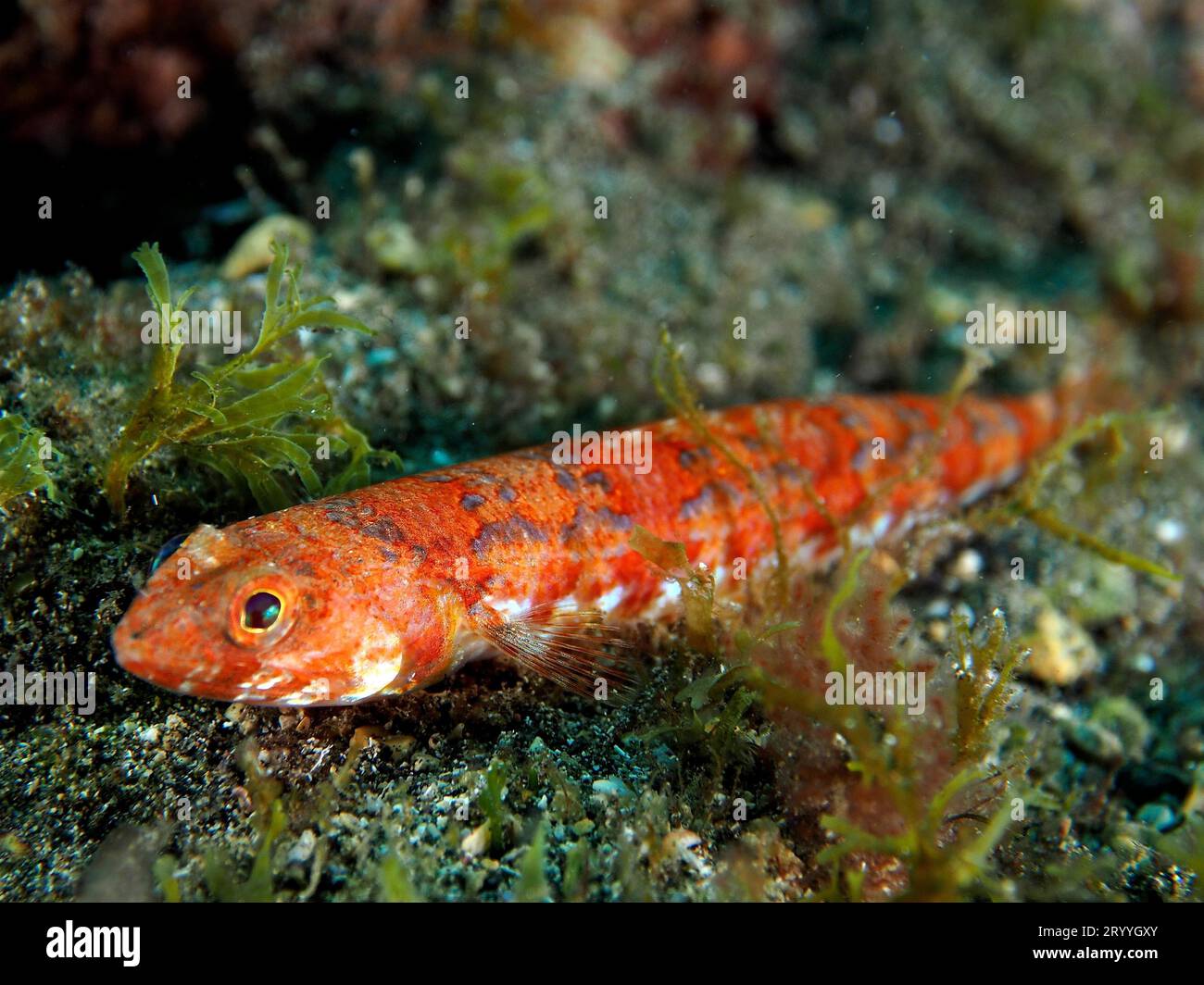 Juvenile lizardfish (Synodus saurus), El Cabron marine reserve dive ...