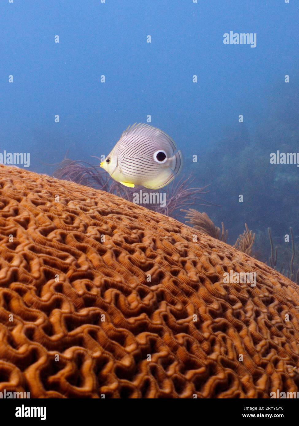 Four-eye butterflyfish (Chaetodon capistratus) over brain coral ...