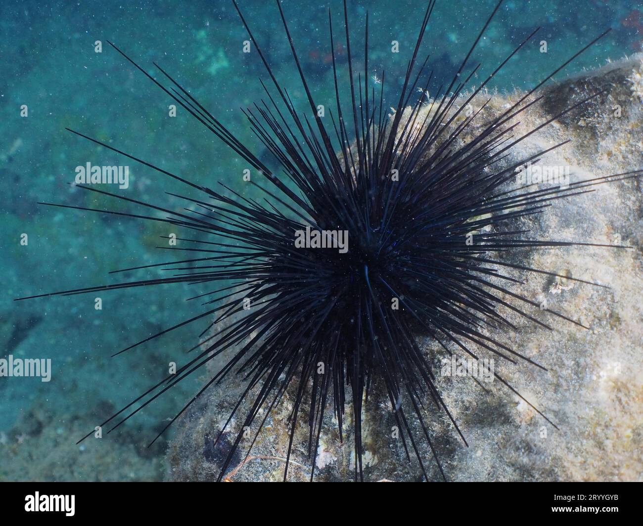 Diadem sea urchin (Diadema antillarum), El Cabron marine reserve ...
