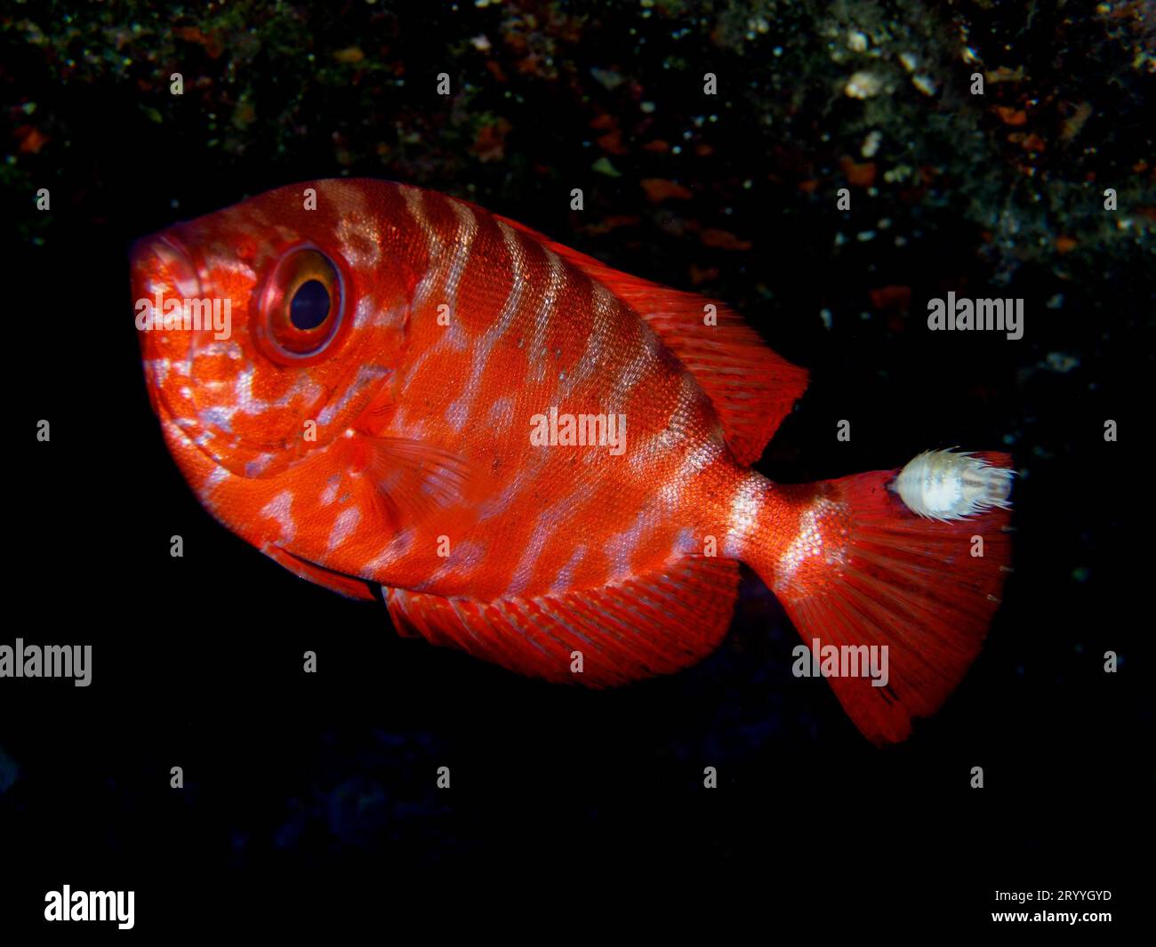 Bigeye glasseye snapper (Heteropriacanthus cruentatus) with isopod ...