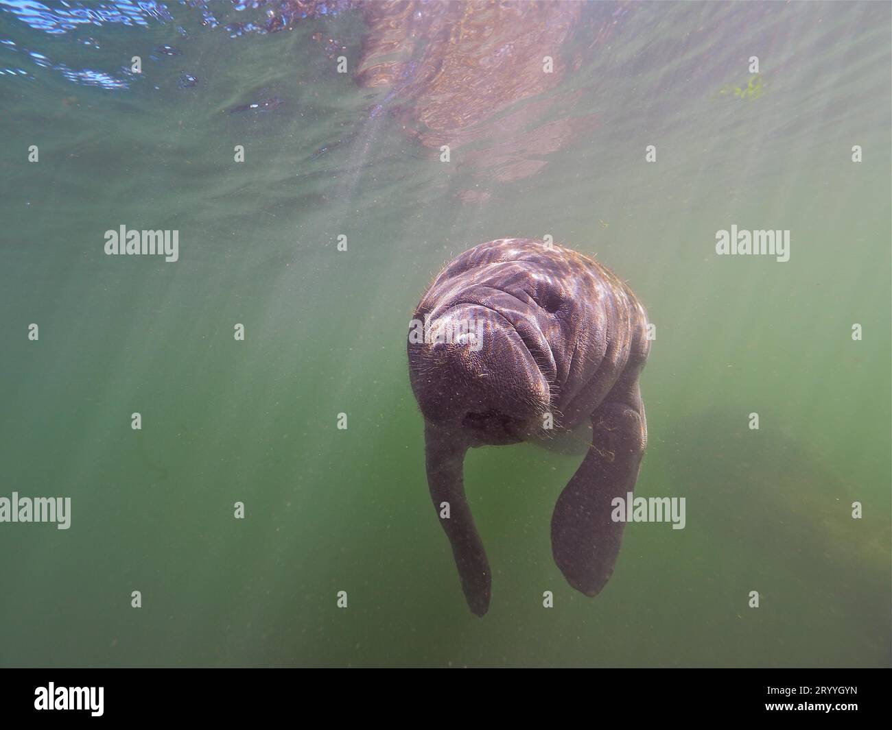 Juvenile round-tailed manatee (Trichechus manatus) in murky water ...