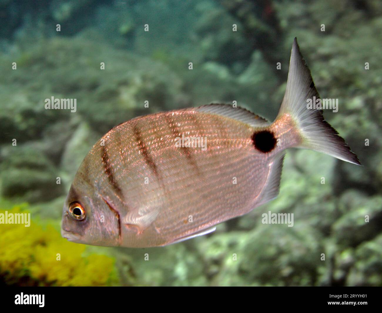 White sea bream hi-res stock photography and images - Alamy
