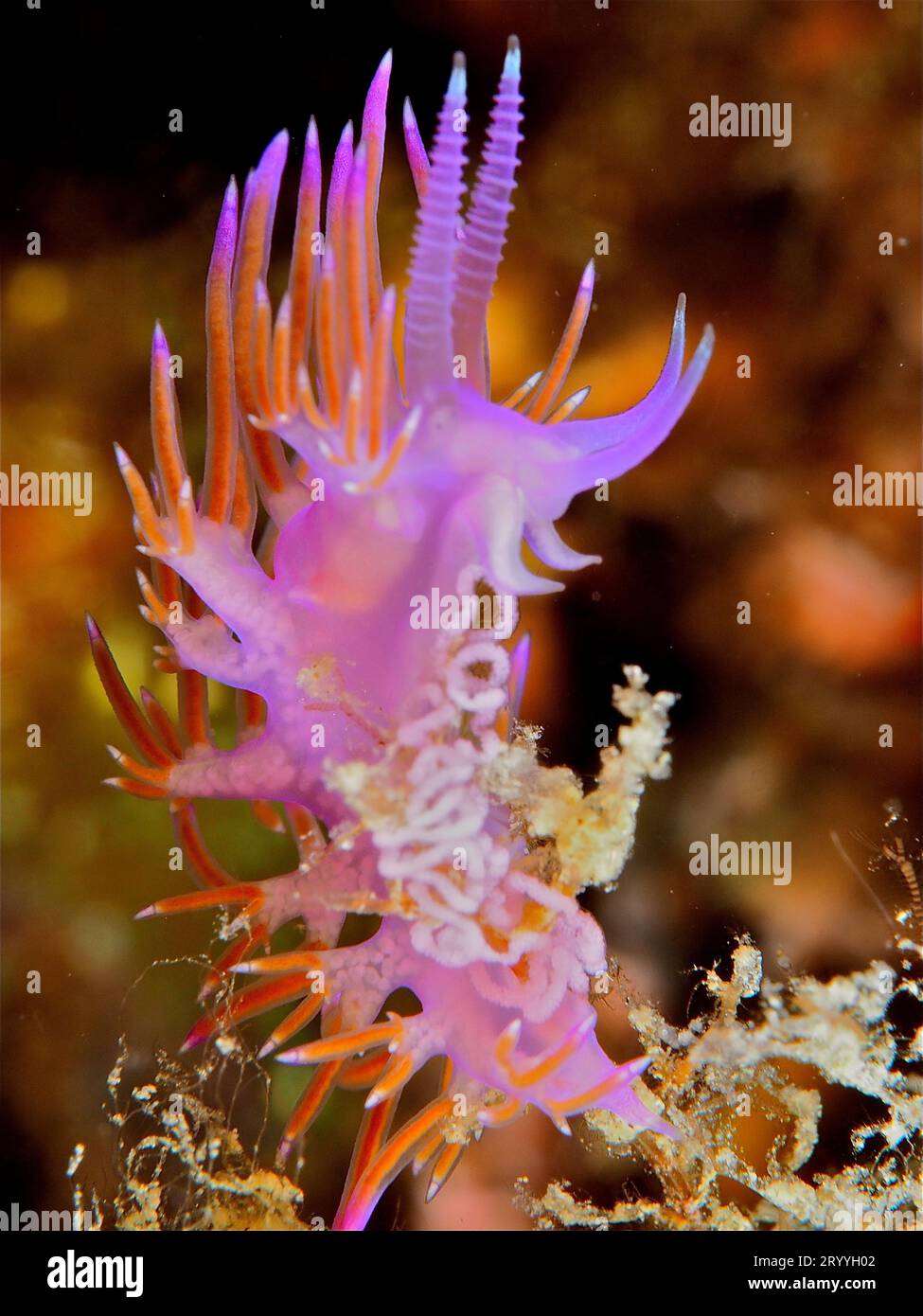 Mating nudibranch hi-res stock photography and images - Alamy