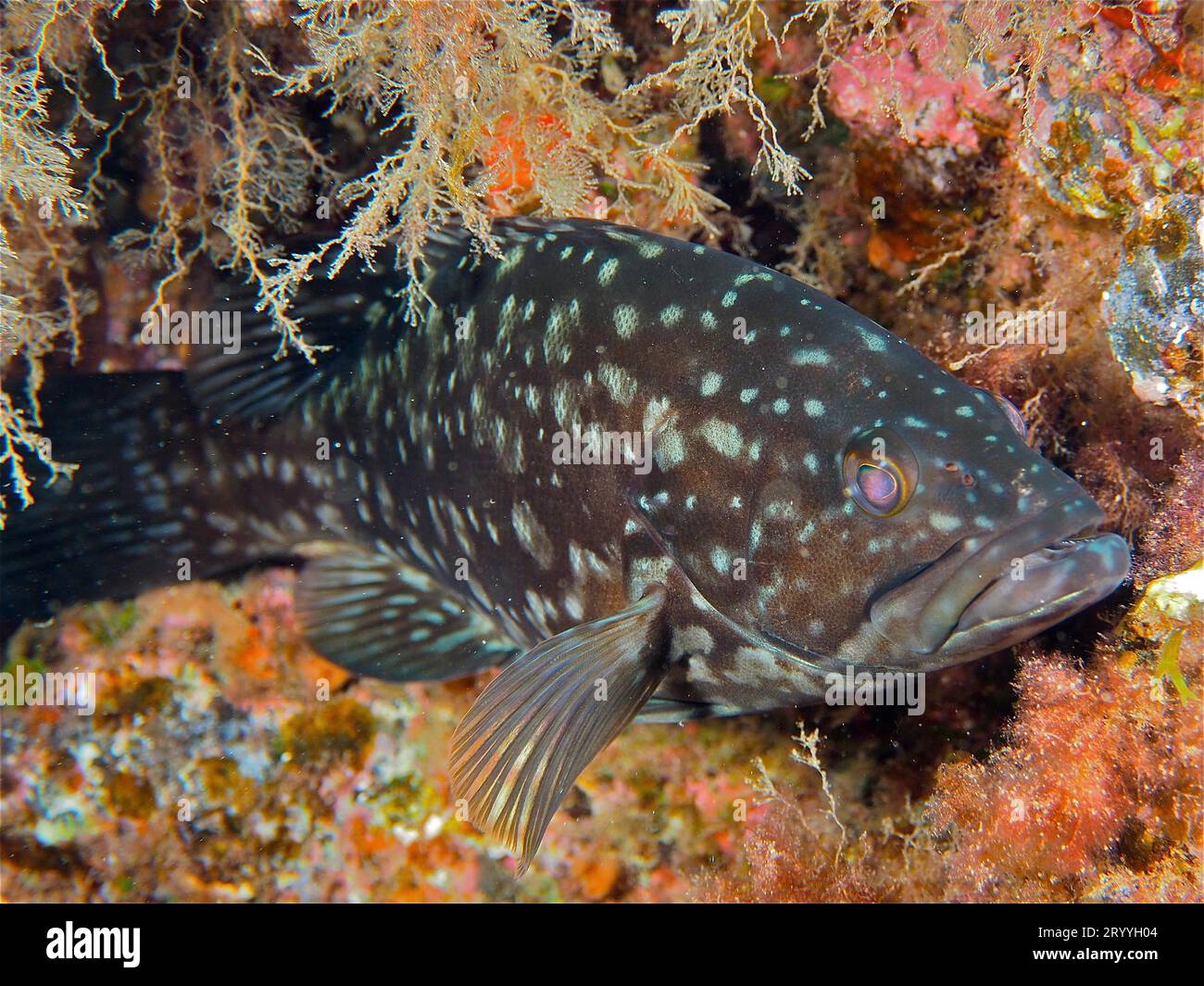 Macronese grouper (Mycteroperca fusca), El Cabron marine reserve dive ...