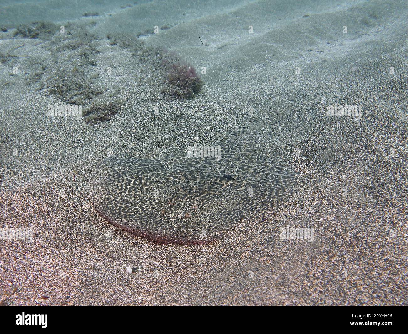 Marbled electric ray (Torpedo marmorata) buried in the sand, Atlantic ...