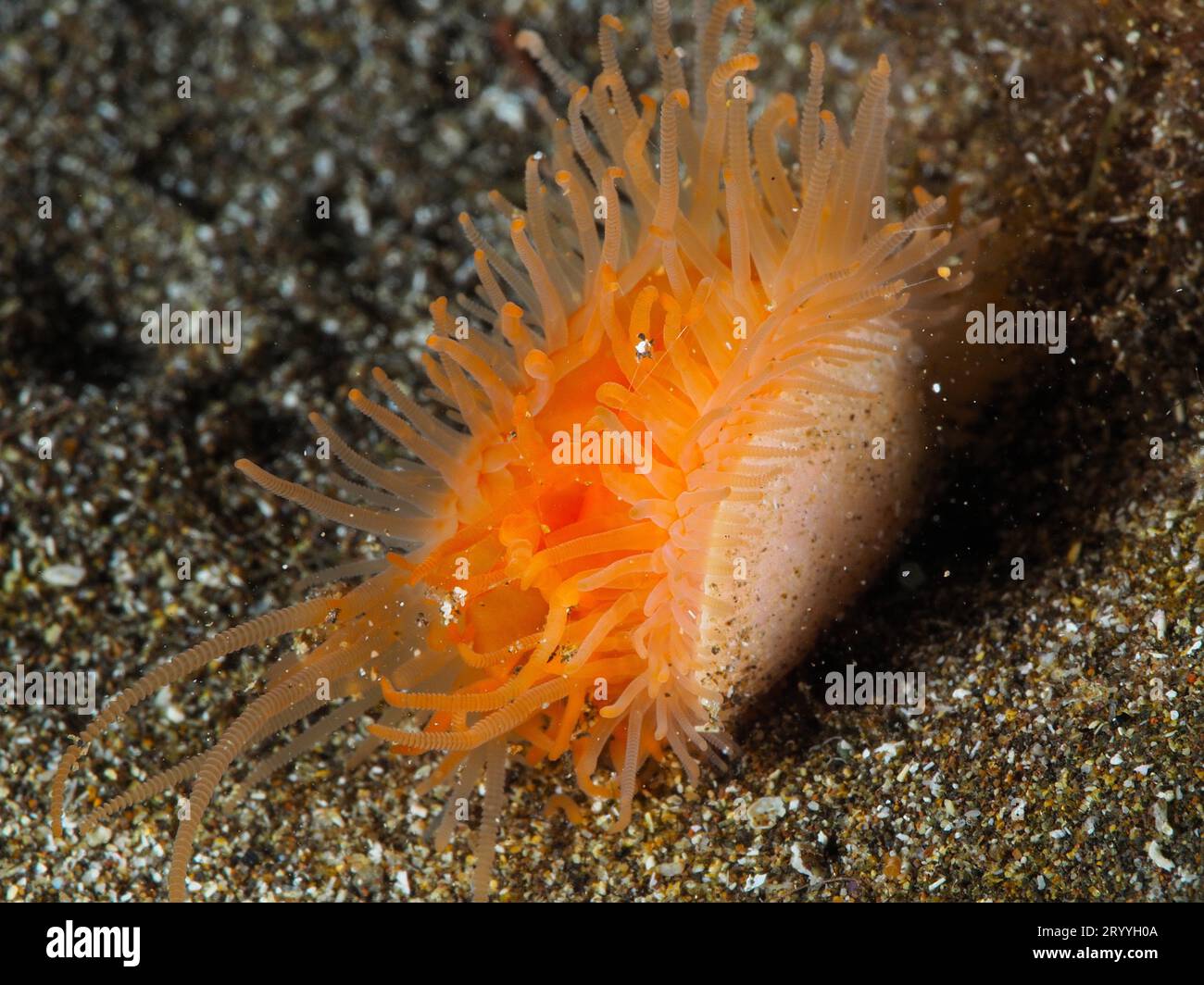 Gaping file shell (Lima hians), El Cabron marine reserve dive site ...