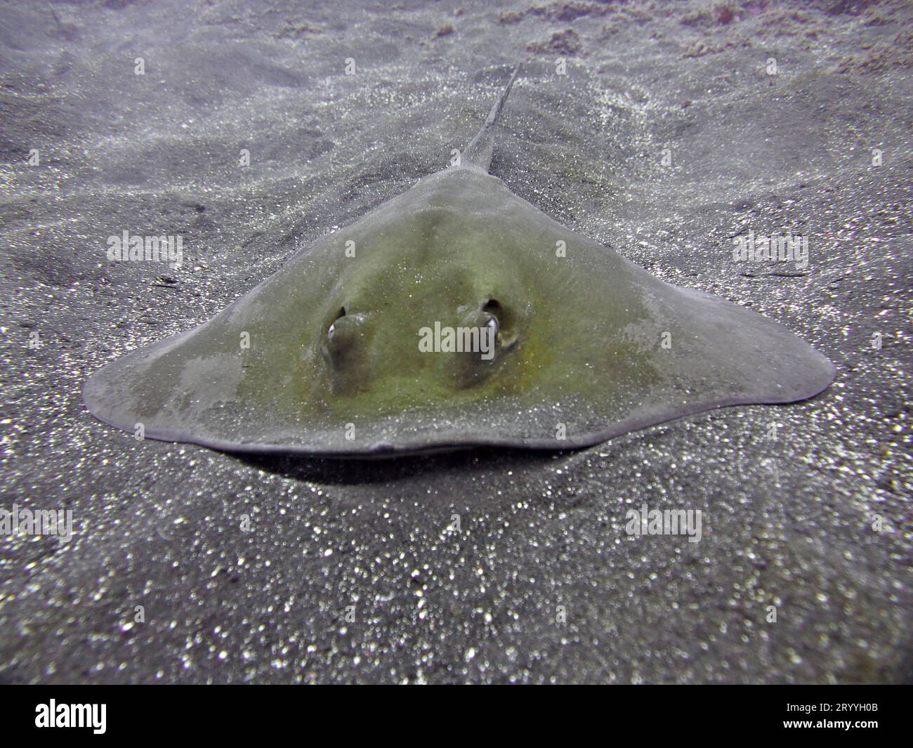 Common stingray (Dasyatis pastinaca), Malpique dive site, La Palma ...
