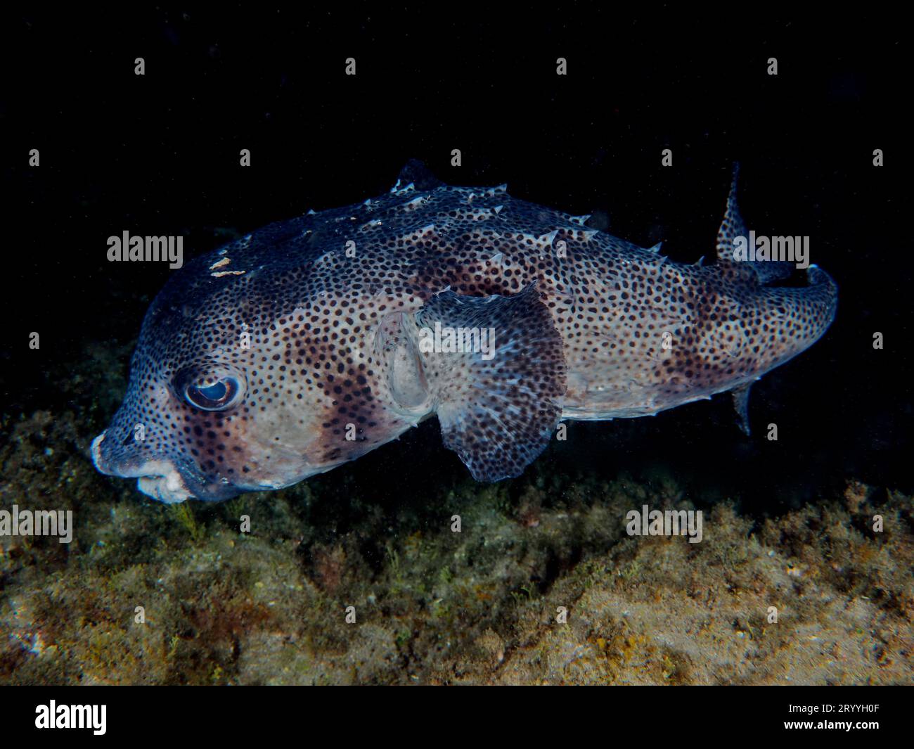 Spotfin burrfish chilomycterus reticulatus hi-res stock photography and ...