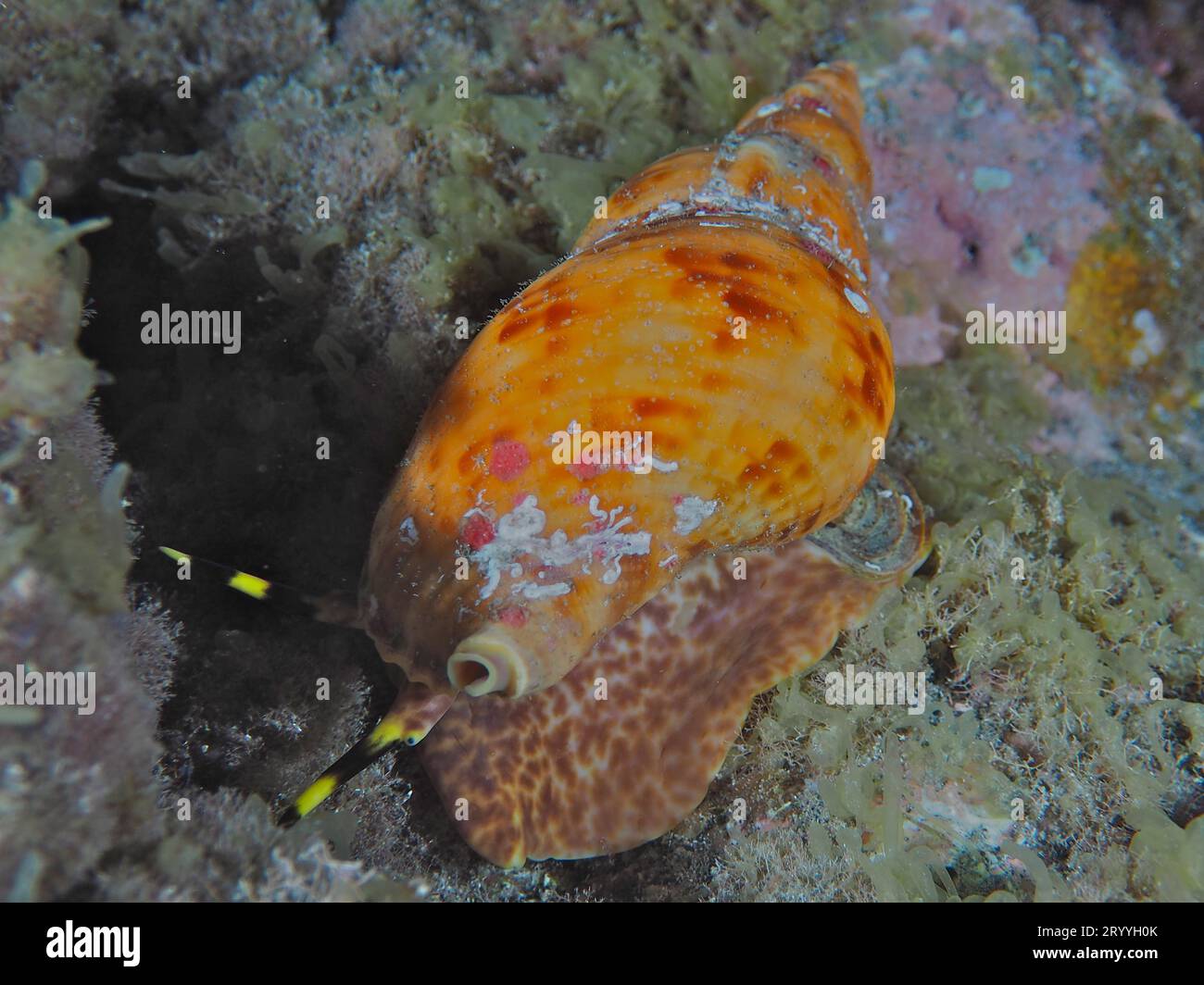 Atlantic triton (Charonia variegata), Los Cancajos dive site, La Palma ...