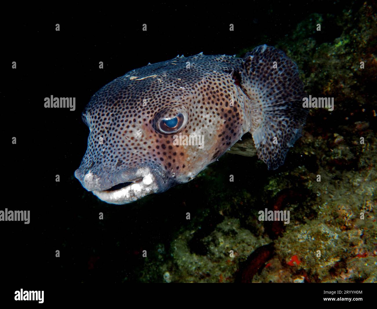 Chilomycterus reticulatus hi-res stock photography and images - Alamy