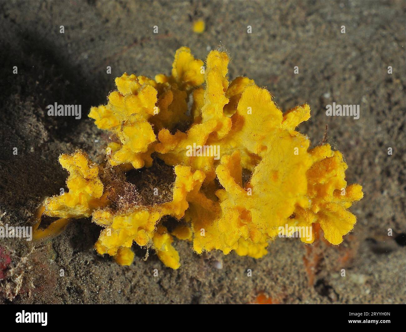 Lamellar sponge (Axinella damicornis), marine sponge, dive site El ...