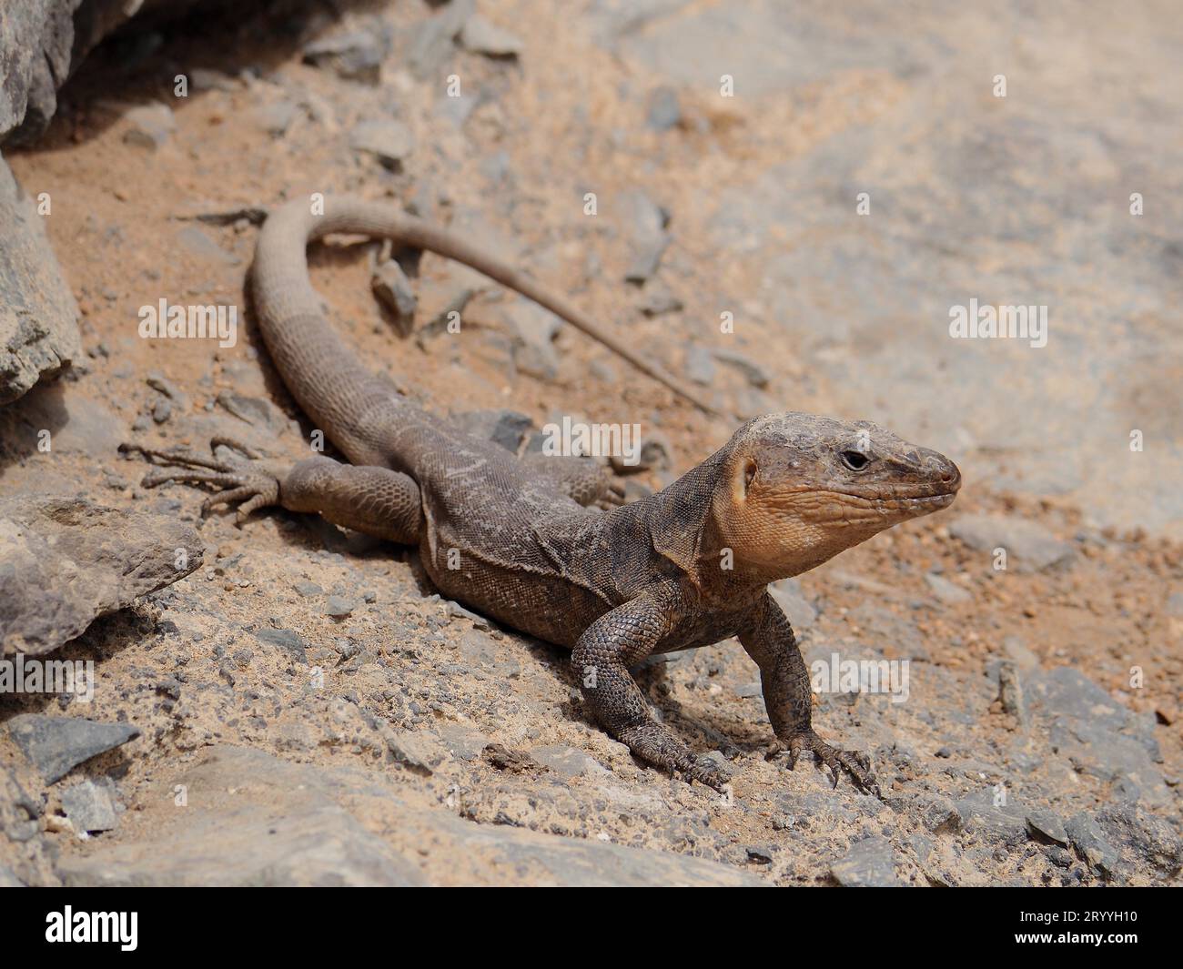 Gran Canaria Giant Lizard (Gallotia stehlini) on sand. Gran Canaria ...